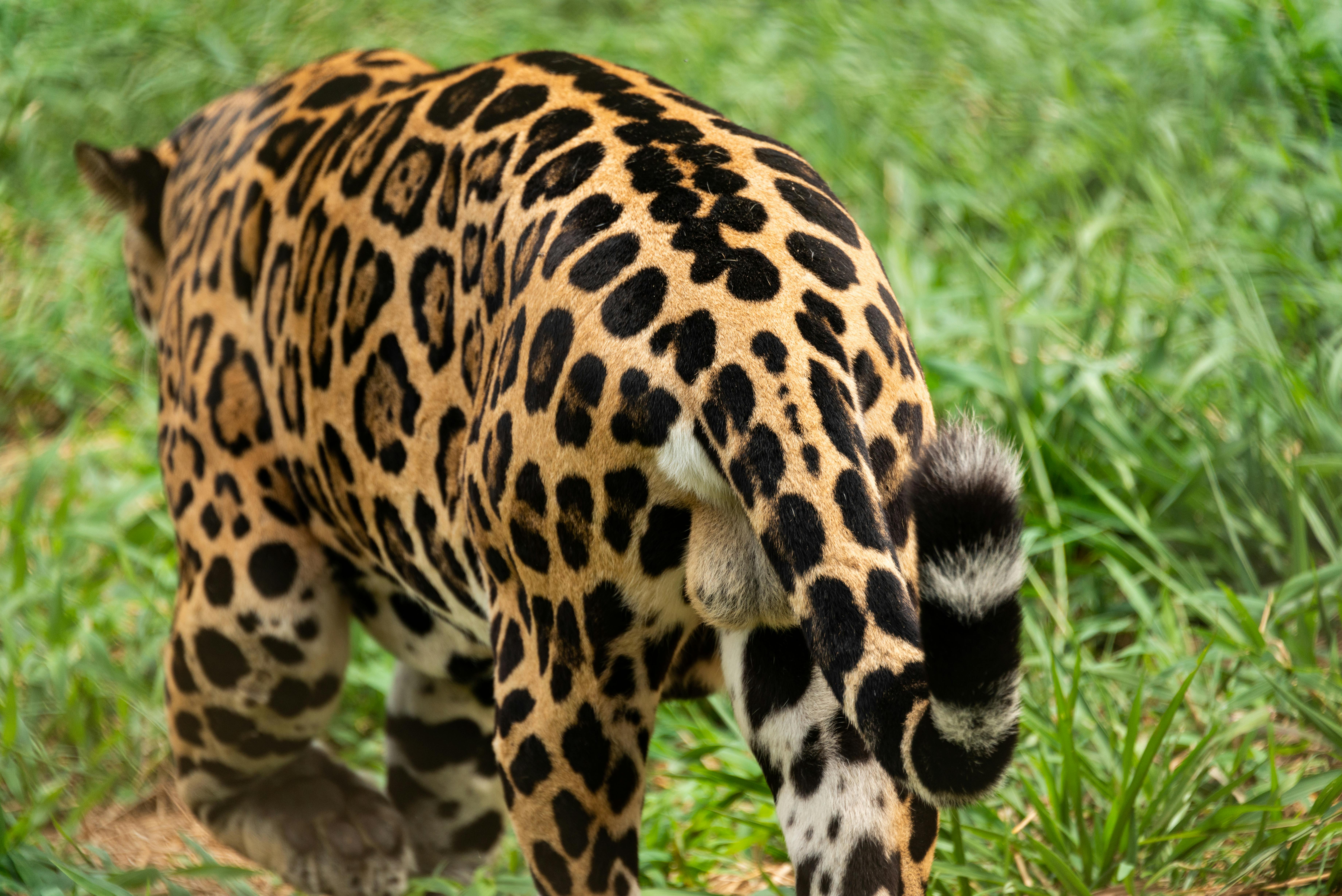 Back View of Jaguar · Free Stock Photo