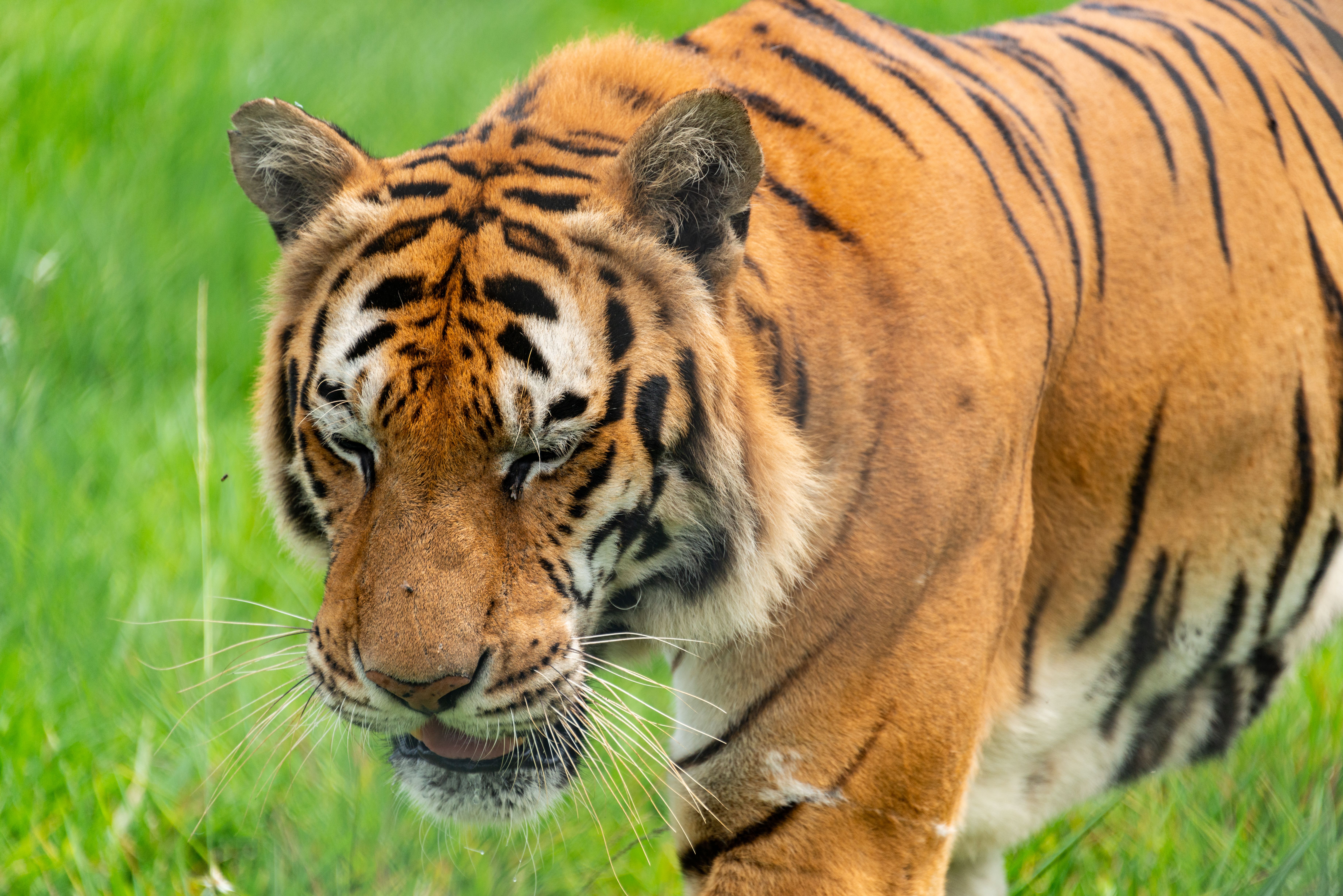 Free stock photo of aggressive disposition, angry, animal pictures, cat ...