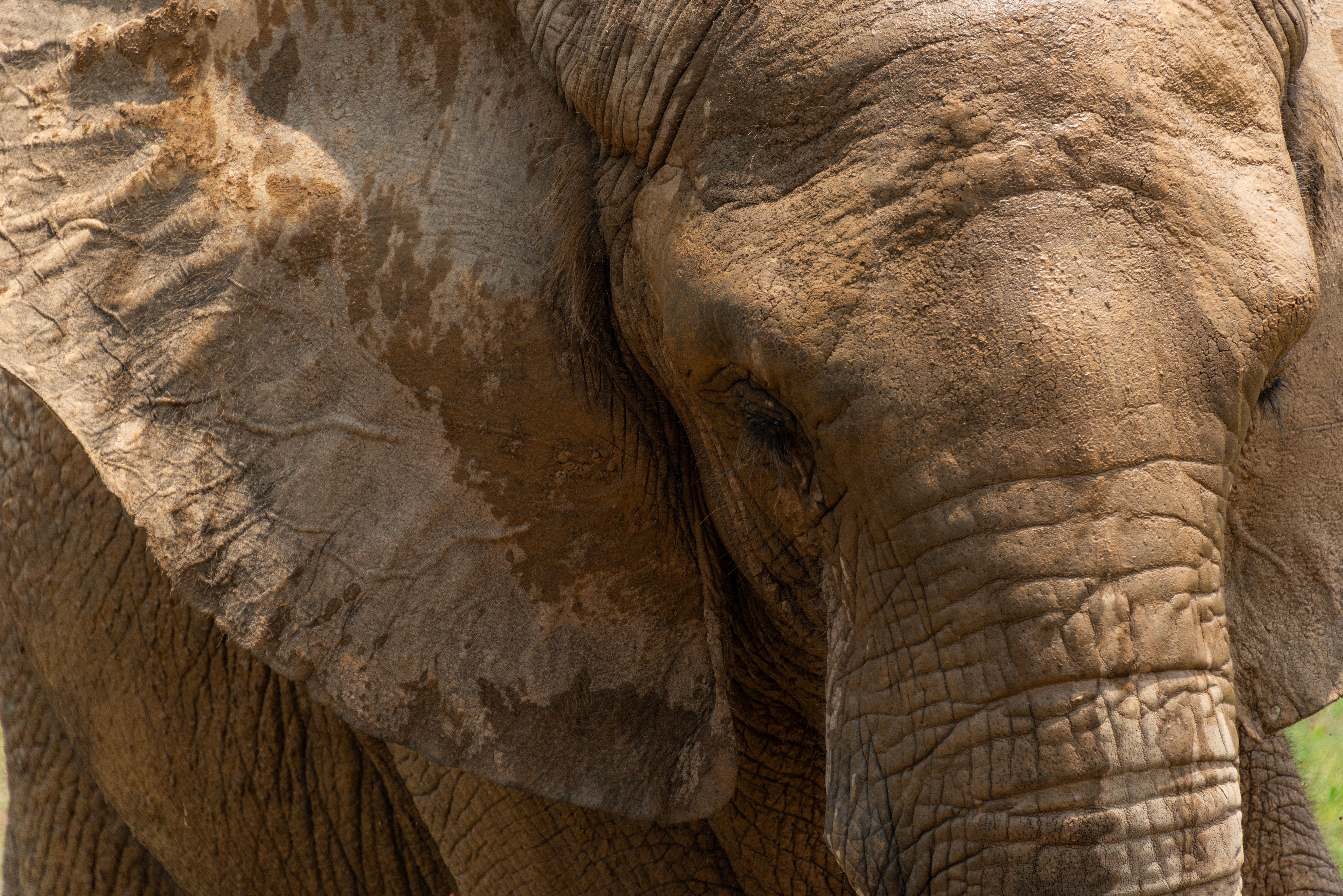 Close-up of the Head of an Elephant · Free Stock Photo