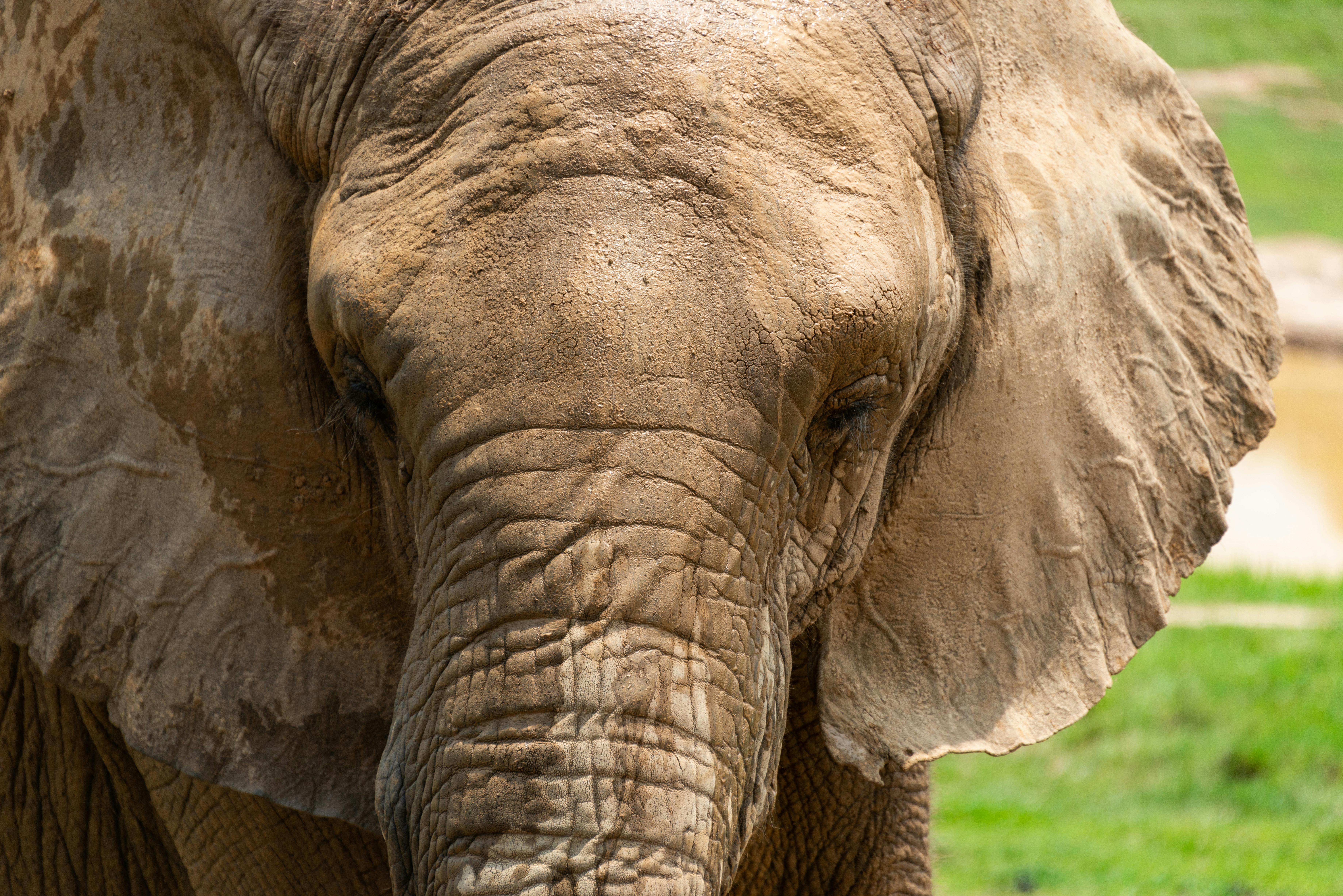 Elephant Face Photos, Download The BEST Free Elephant Face Stock Photos ...