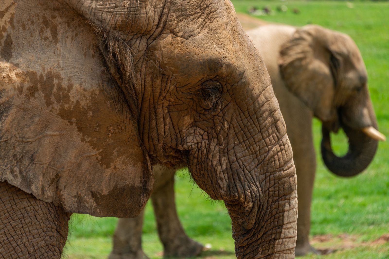 Elephant Standing Up Photos, Download The BEST Free Elephant Standing ...