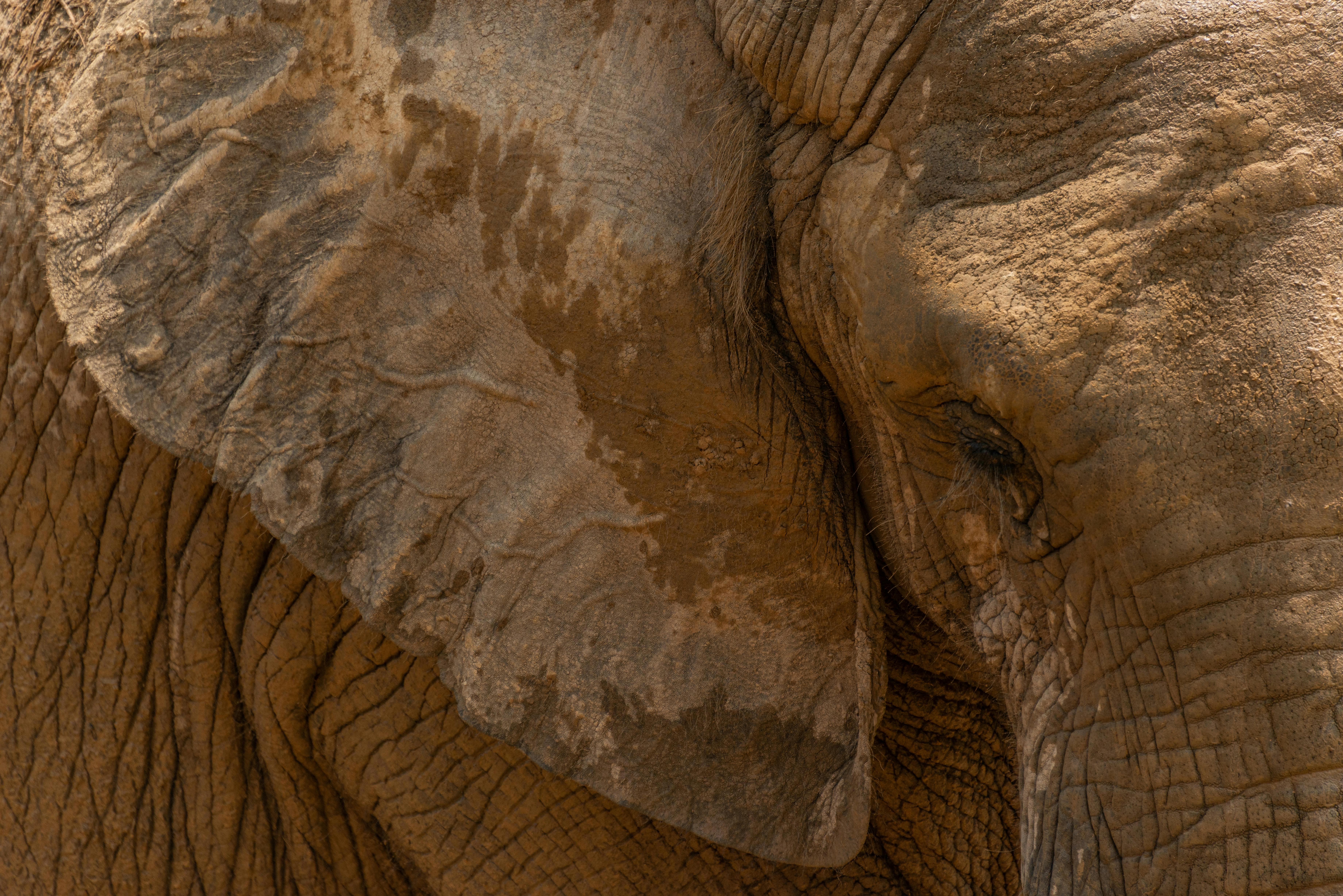 Brown Elephant · Free Stock Photo