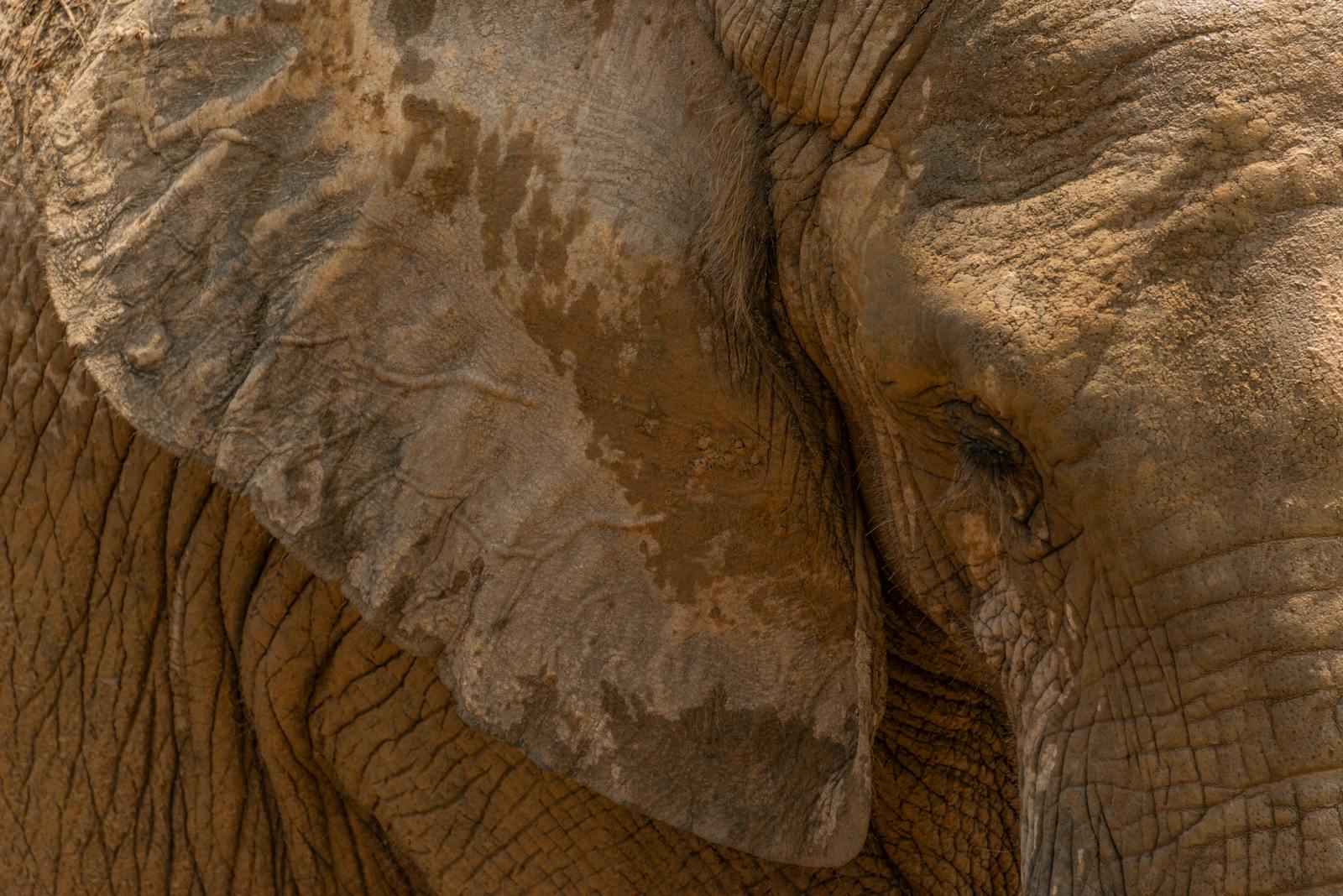 Elephant Textures Photos, Download The BEST Free Elephant Textures Stock Photos & HD Images