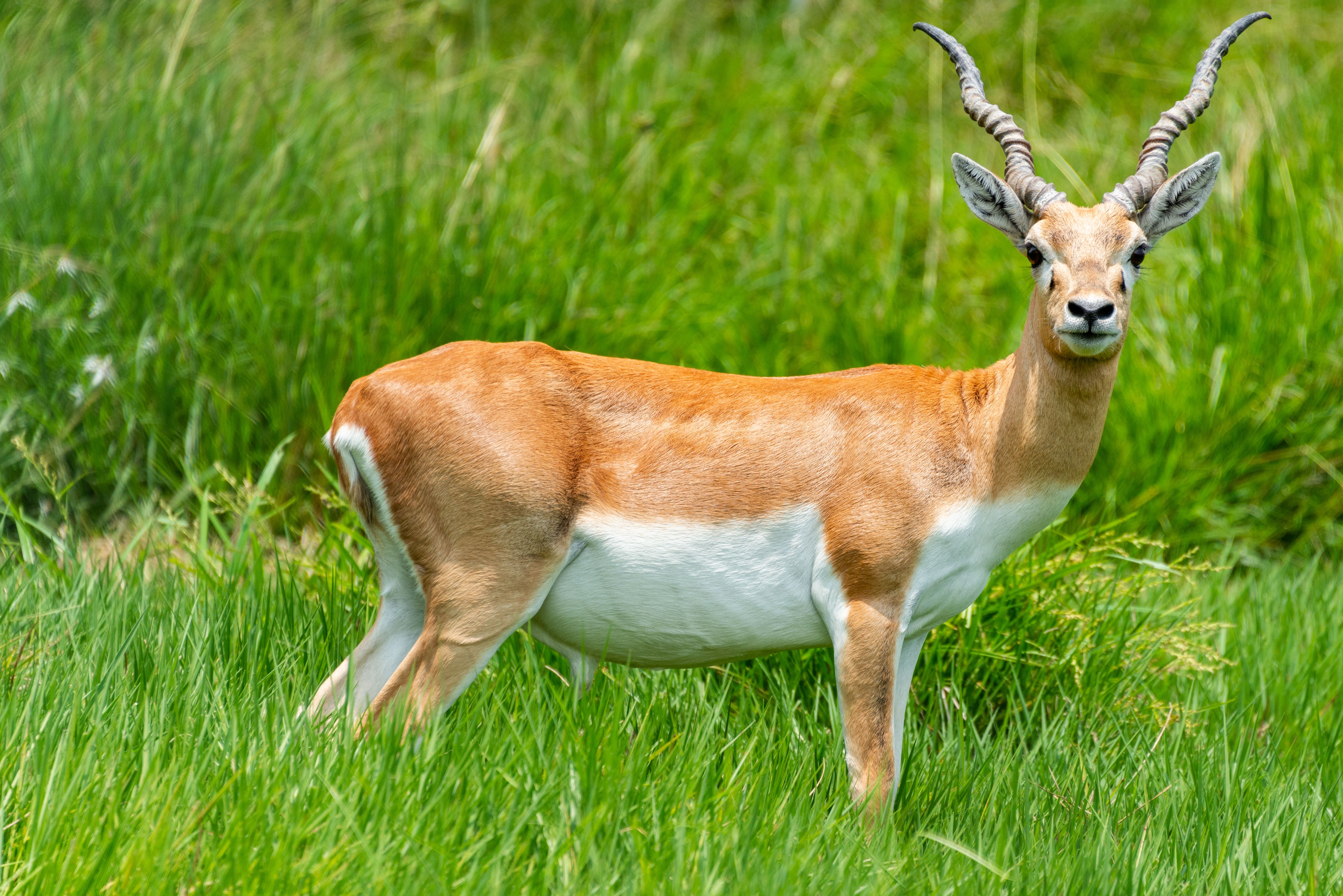 Antelope Standing on Meadow · Free Stock Photo