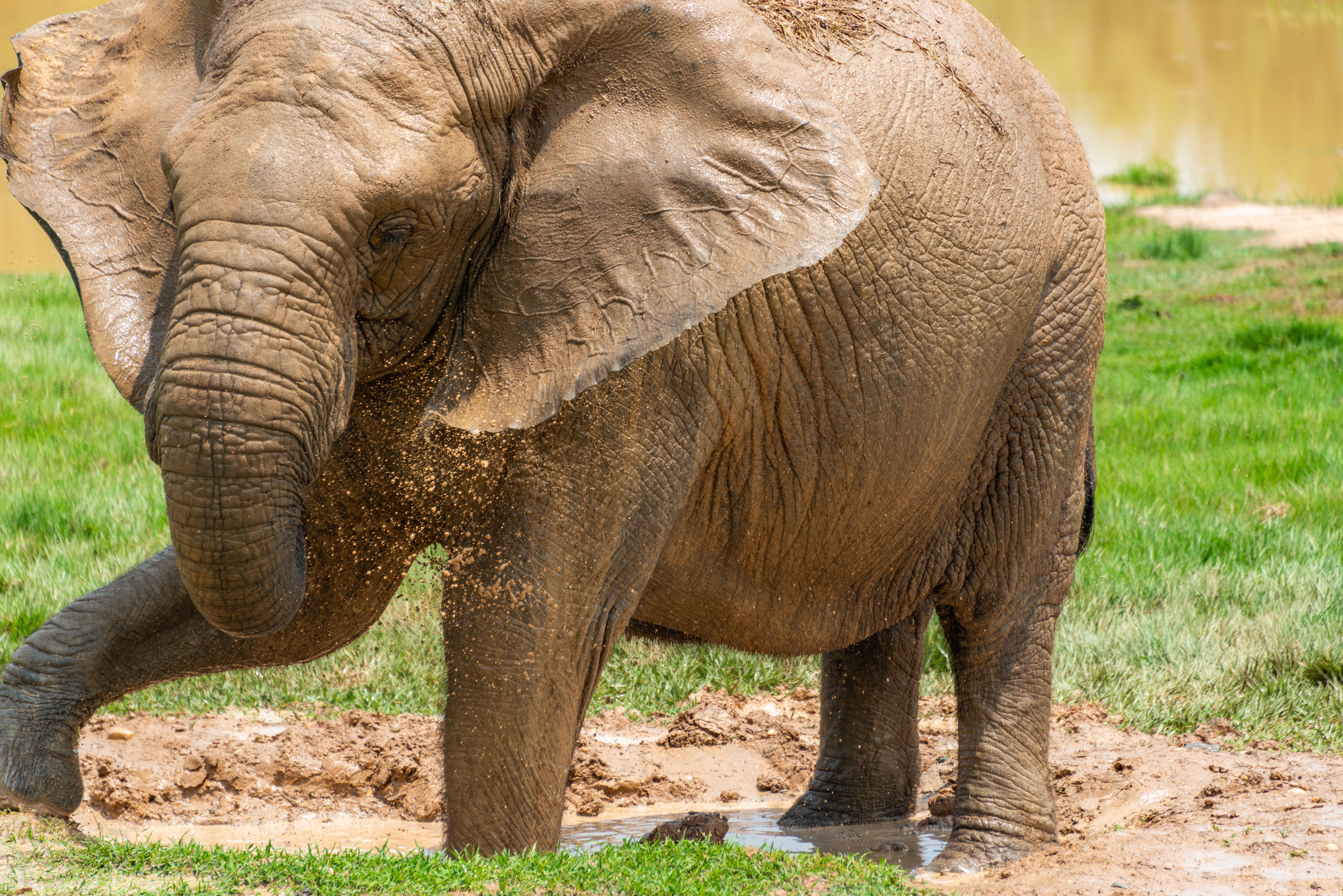 Wet Elephant after Bathing in Muddy Water · Free Stock Photo