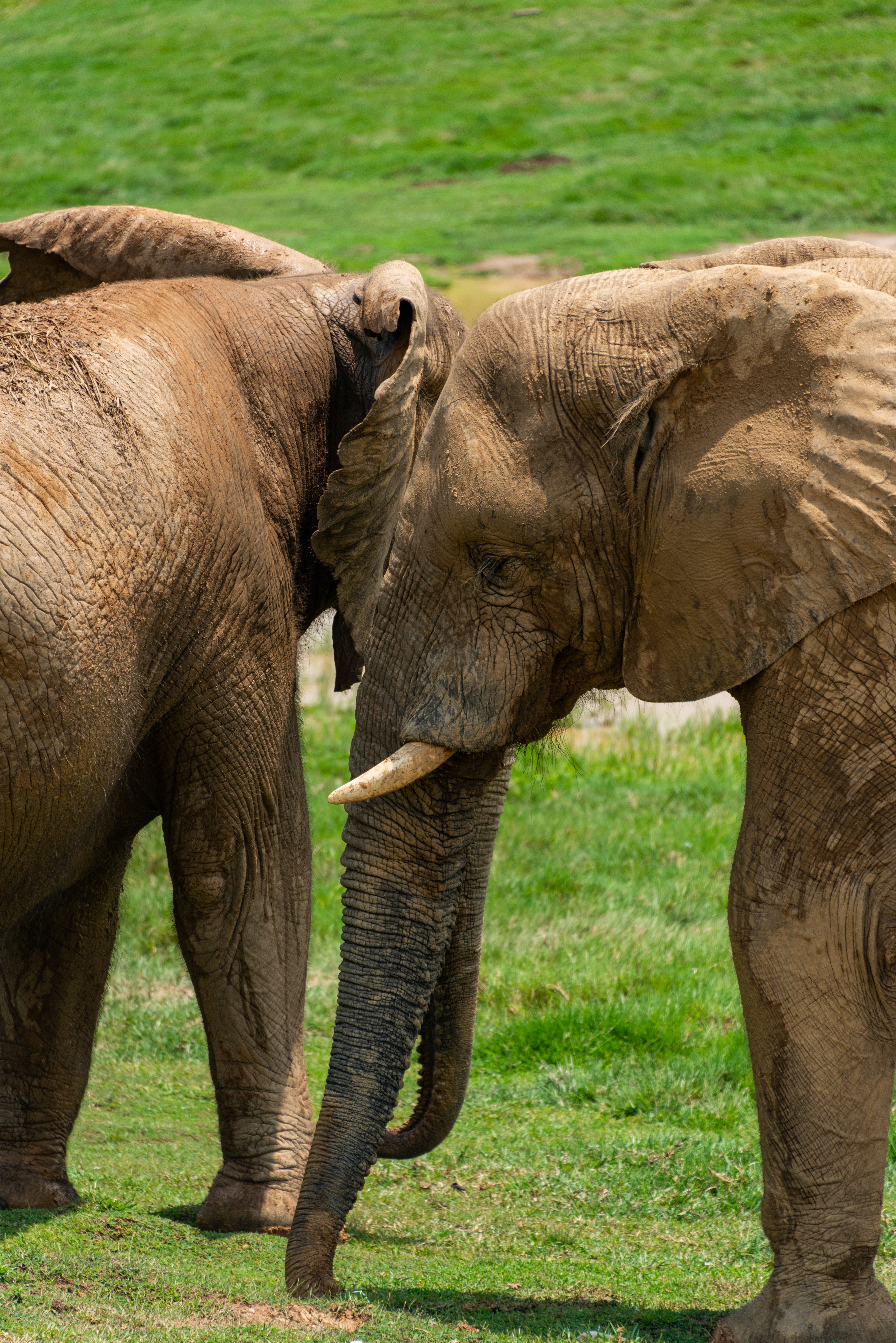 Close-up of Elephants on a Grass Field · Free Stock Photo