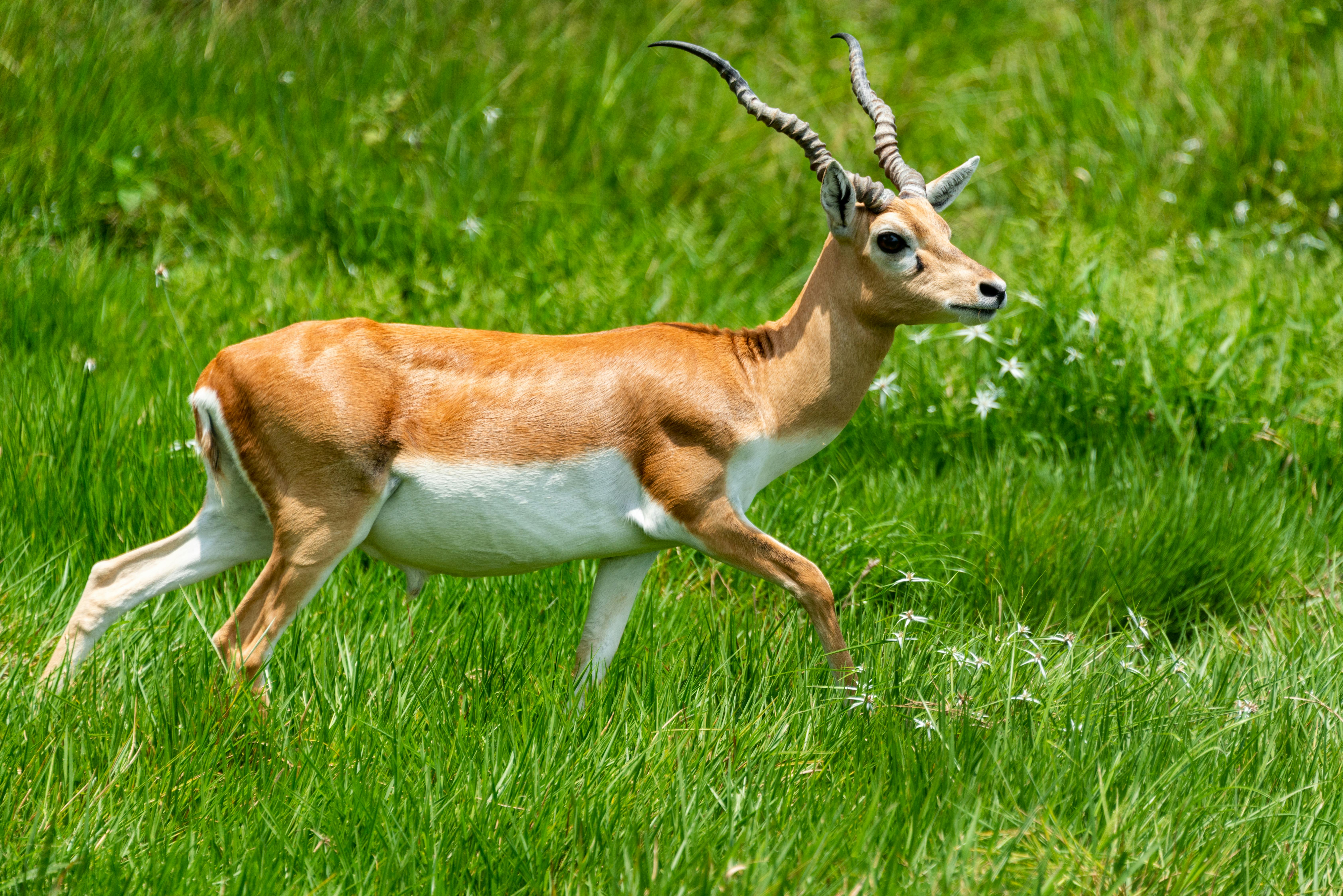 Close-up of an Antelope in the Wilderness · Free Stock Photo