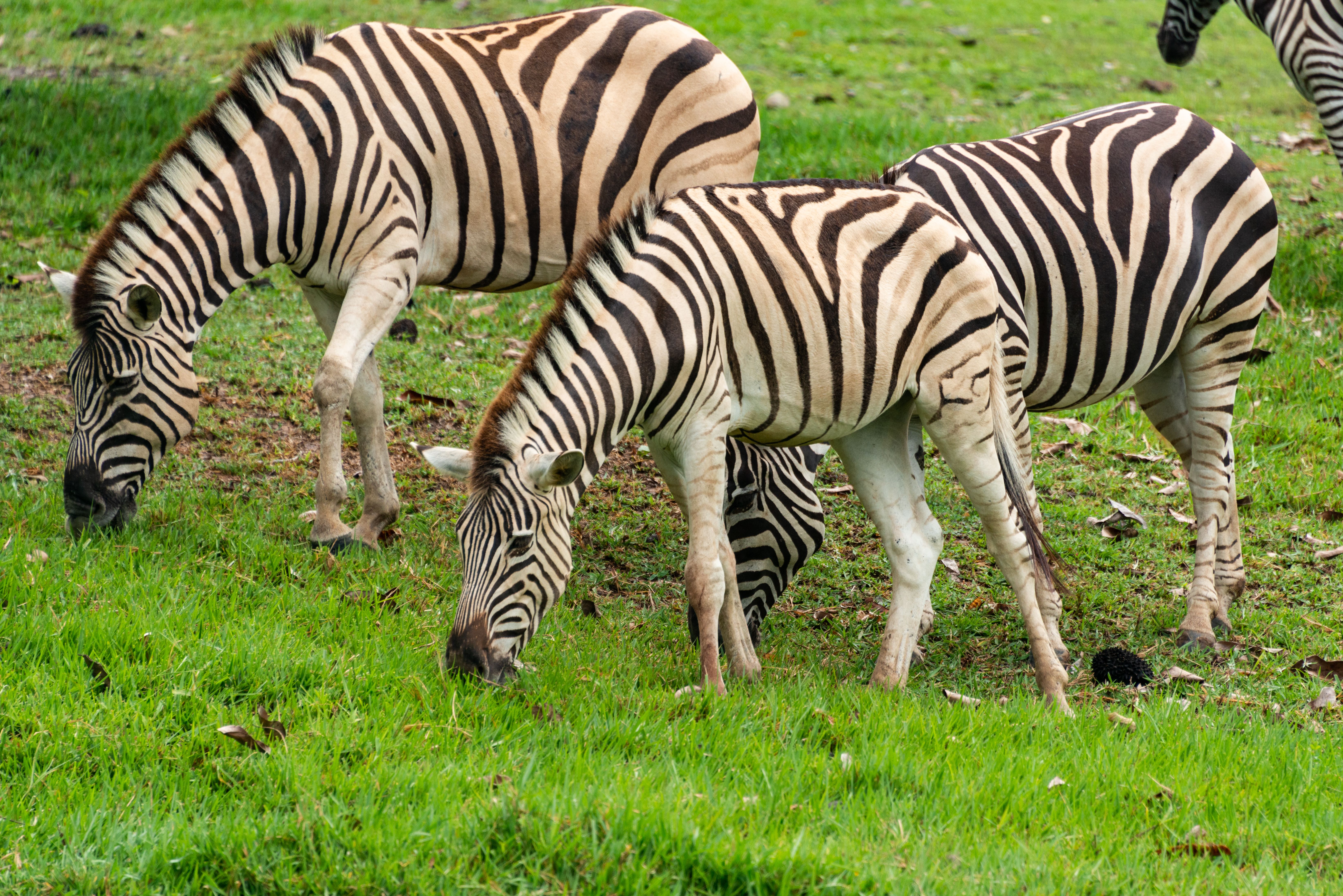 Close-up of Zebras in the Wilderness · Free Stock Photo