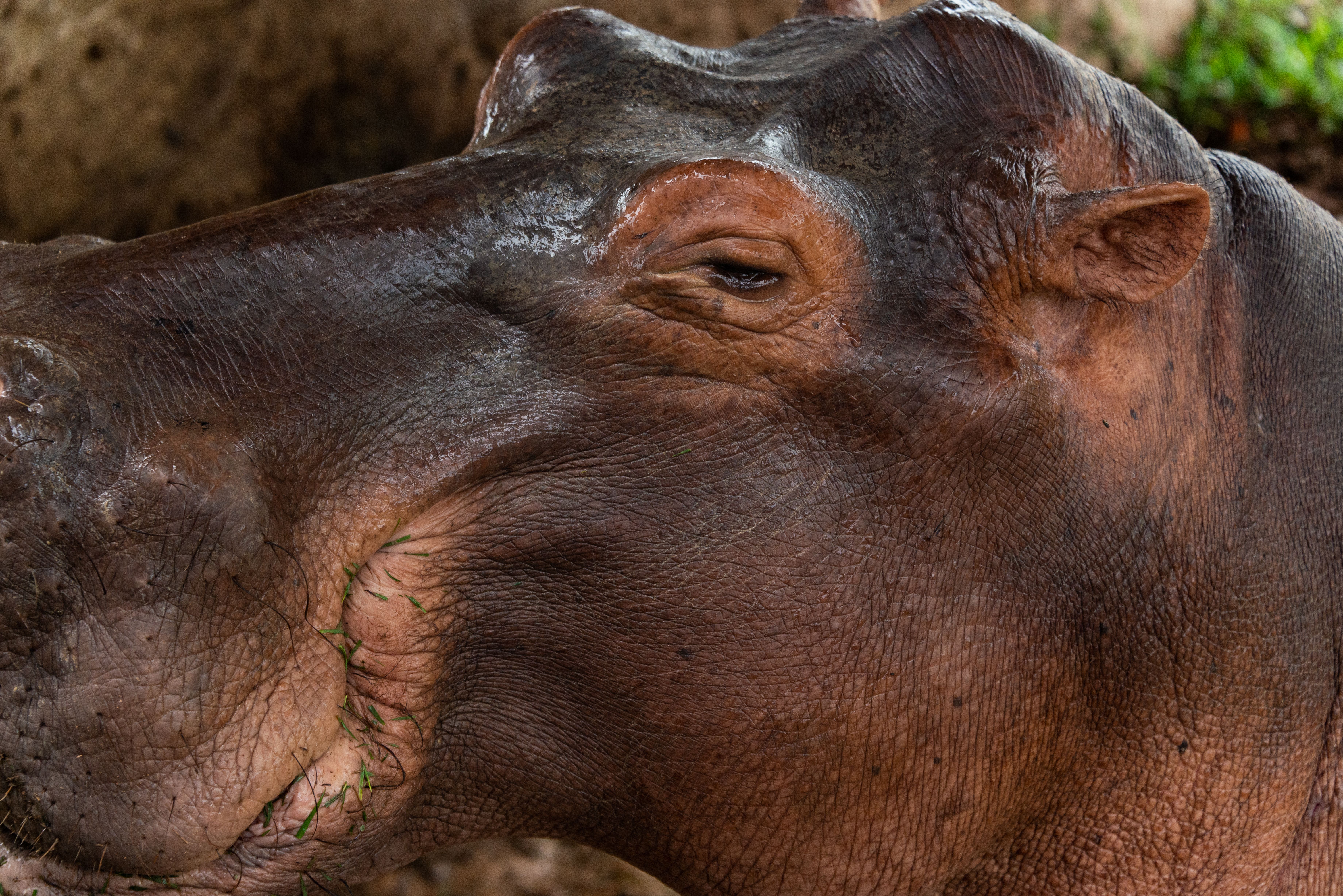 Close-up of the Head of a Hippopotamus · Free Stock Photo
