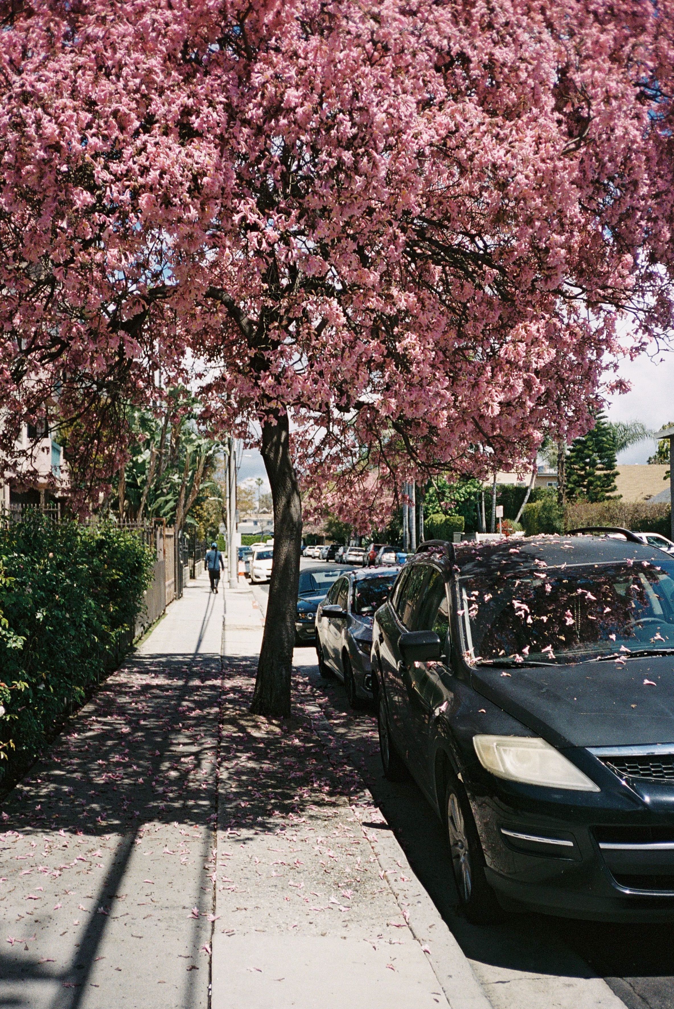 Flower Cars Photos, Download The BEST Free Flower Cars Stock Photos ...