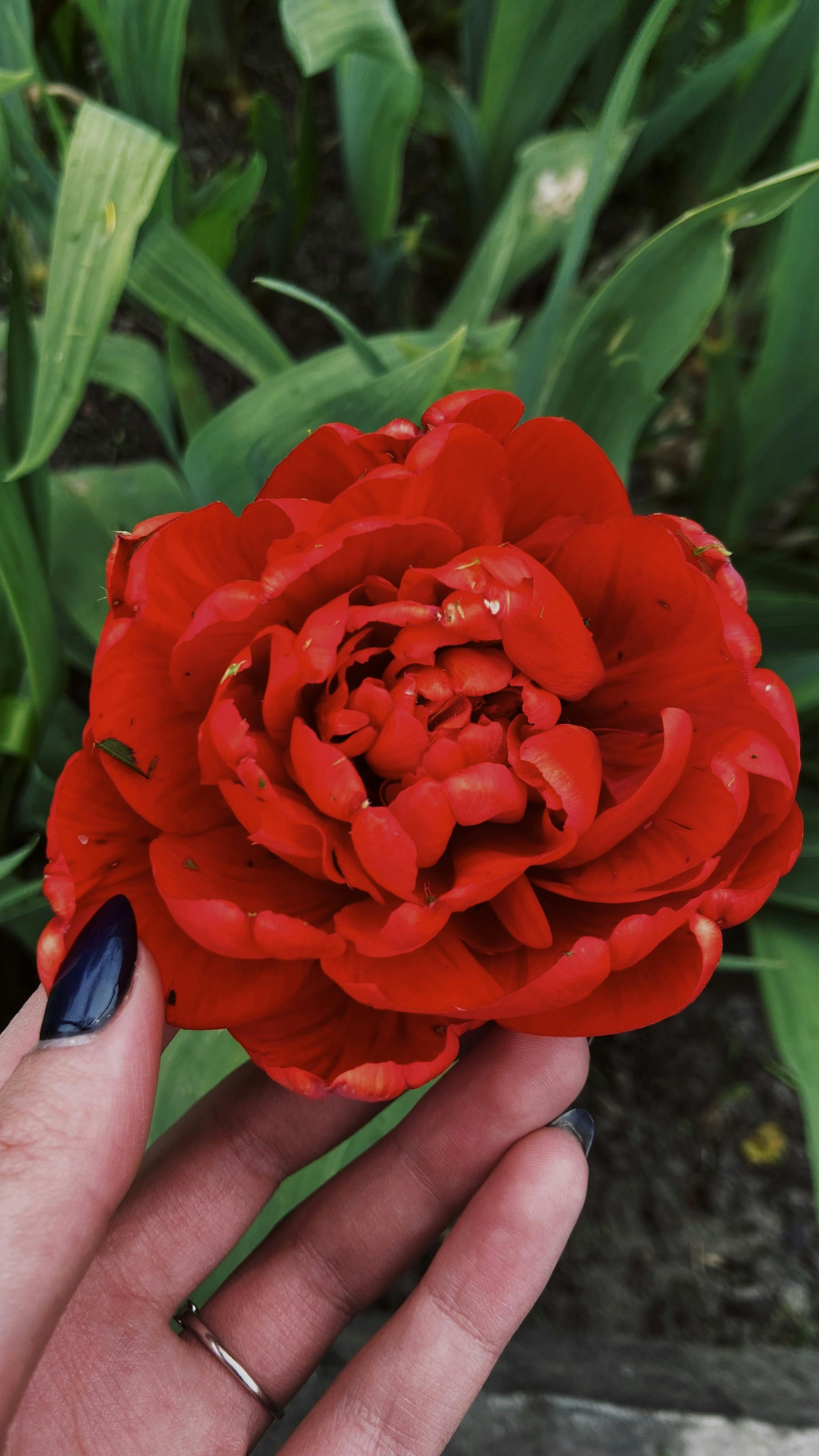Hand Holding a White Blooming Flower · Free Stock Photo
