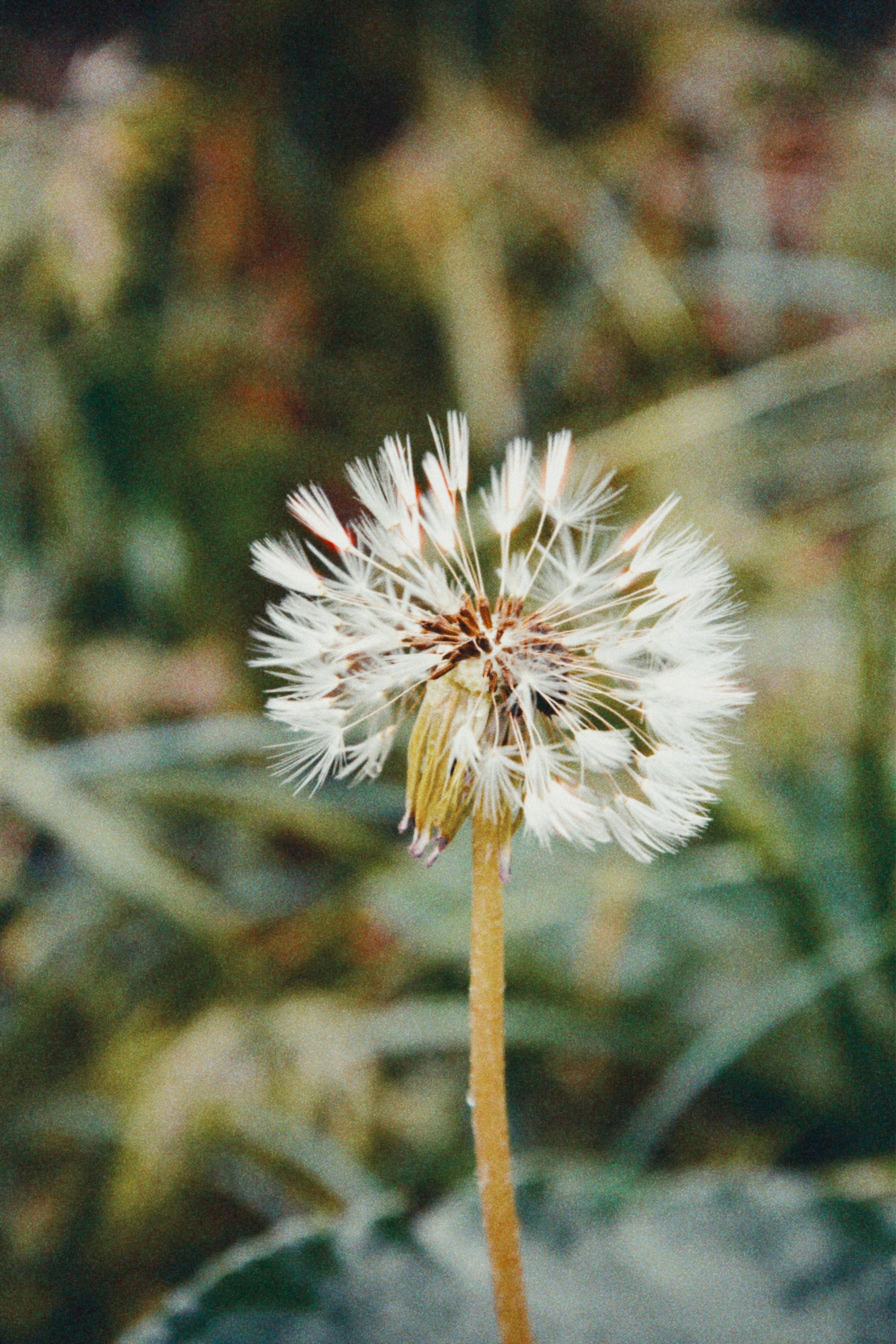 White Wishing Flower Illustration · Free Stock Photo