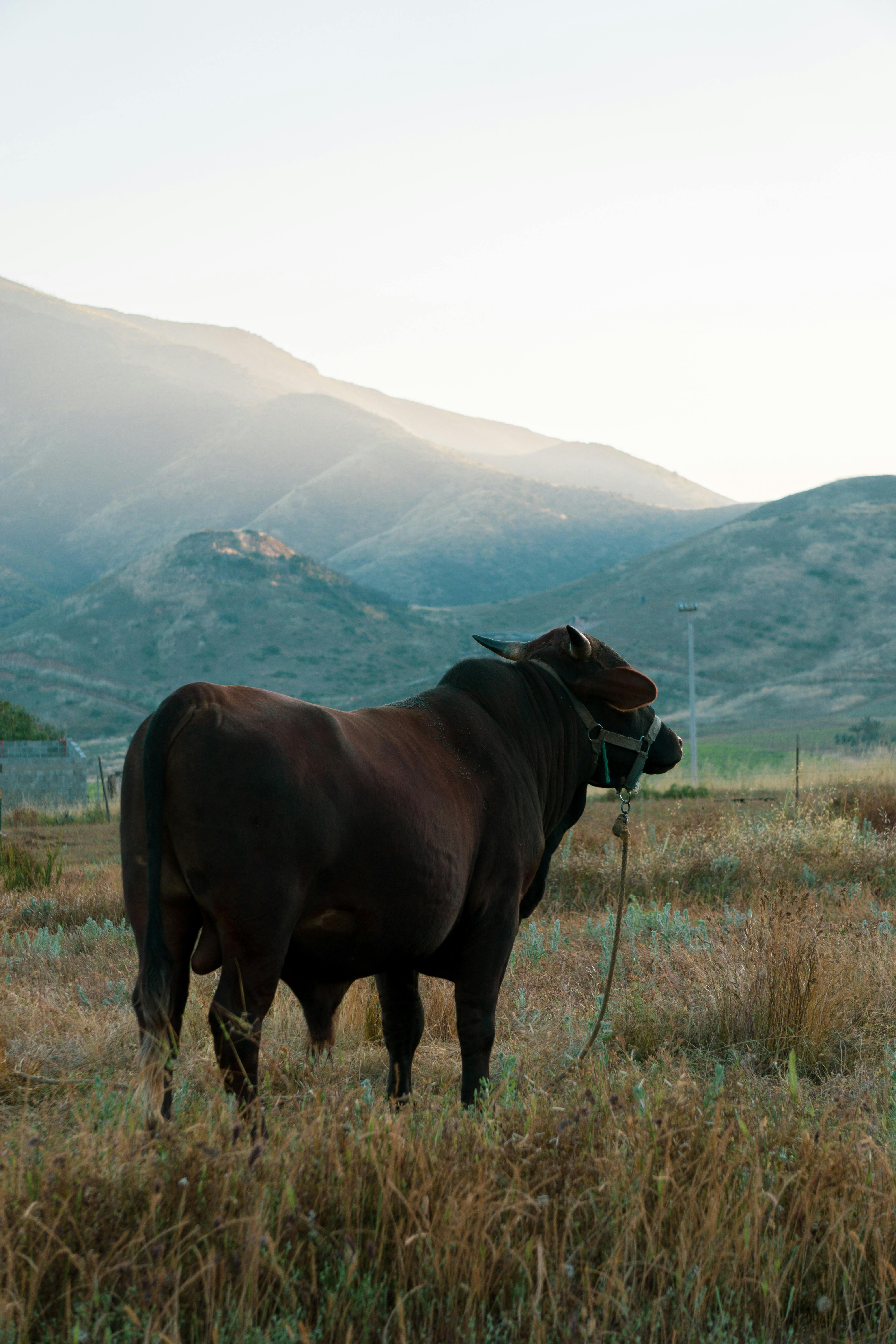 Cows Under a Roof in Captivity · Free Stock Photo