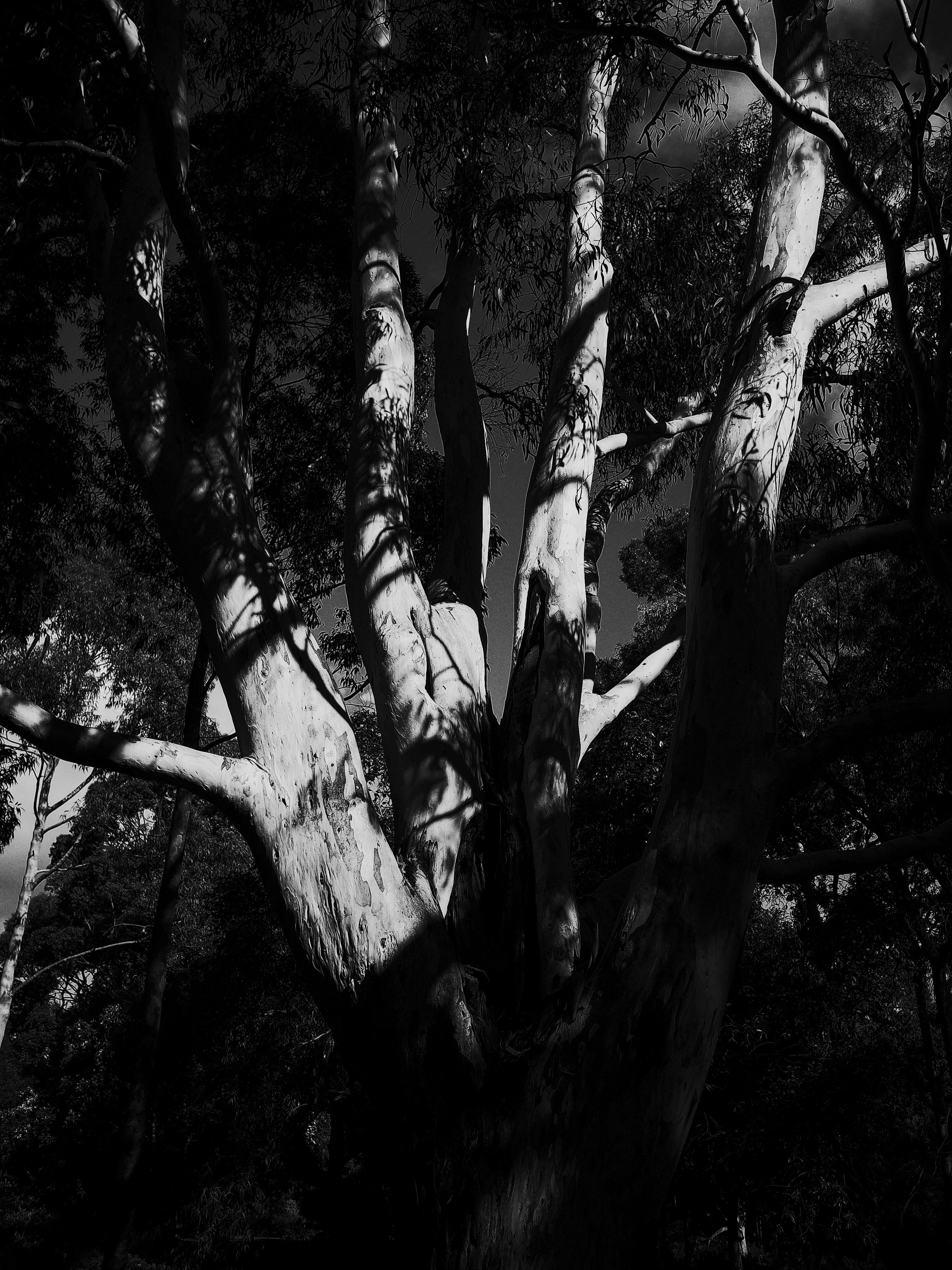Shadow on Tree in Black and White · Free Stock Photo