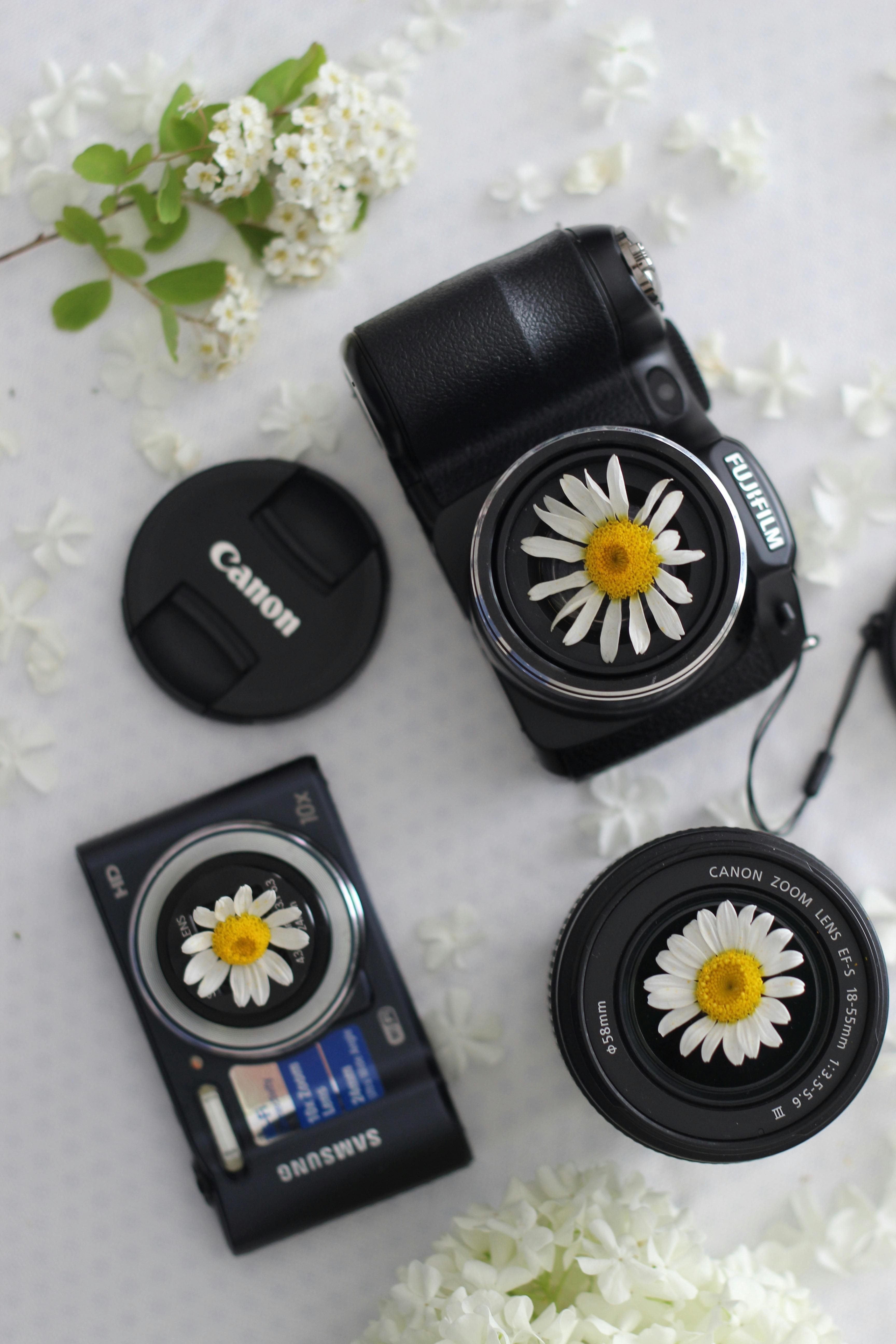 Flower Heads on Cameras and a Lens · Free Stock Photo
