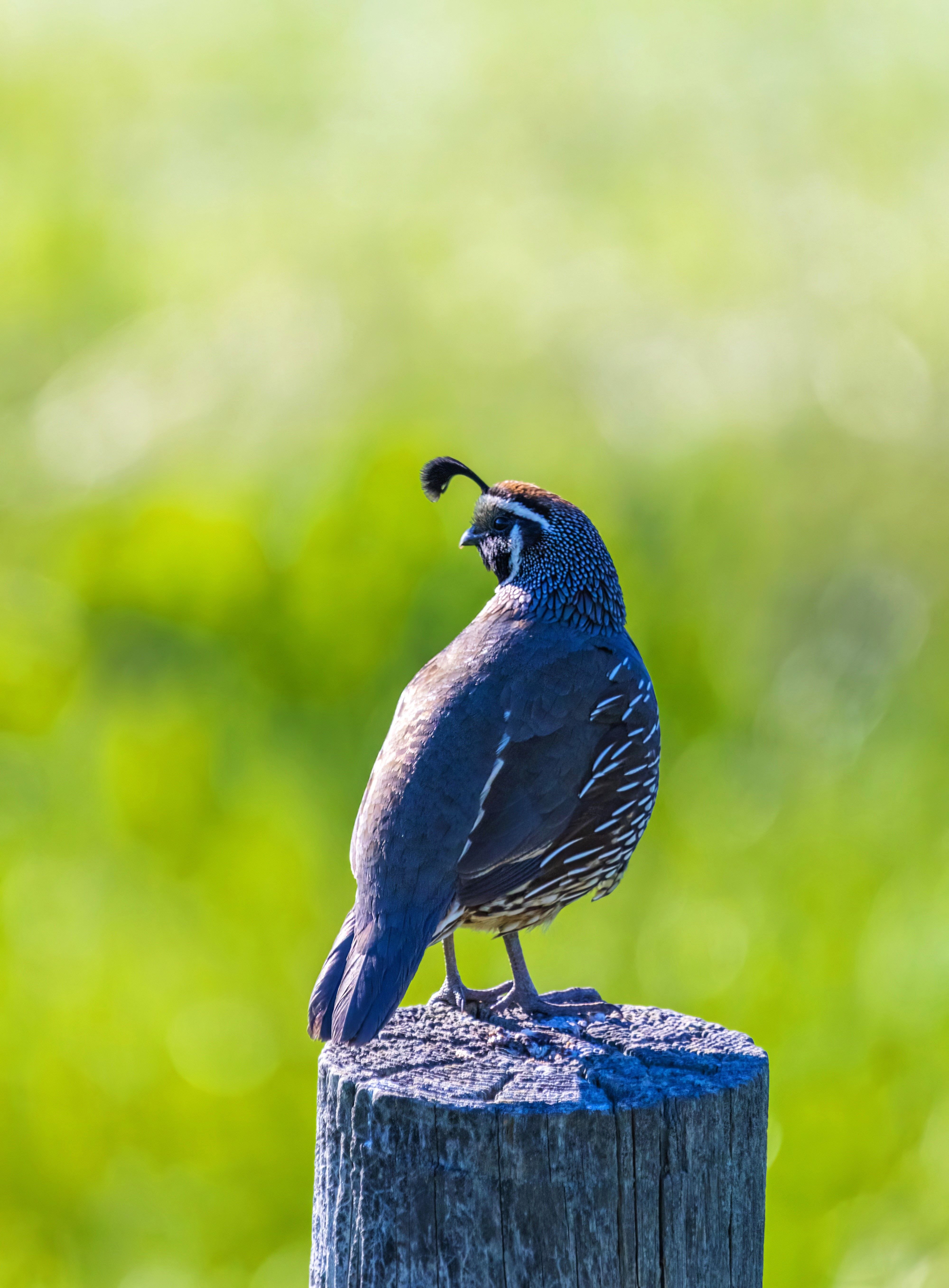 Close-up of a California Quail on a Wooden Pole · Free Stock Photo