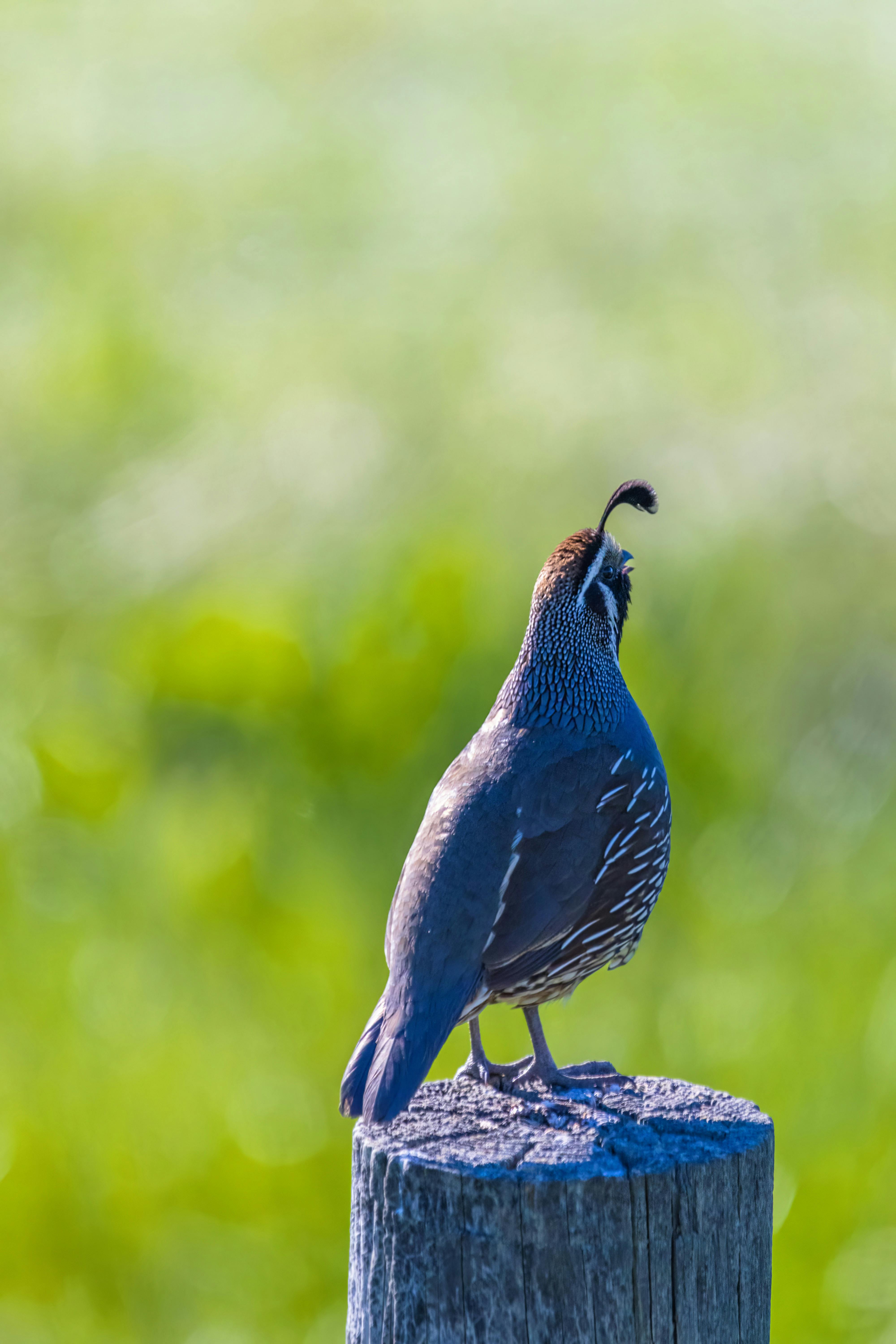 Back of a Quail Standing on Top of a Wooden Post · Free Stock Photo