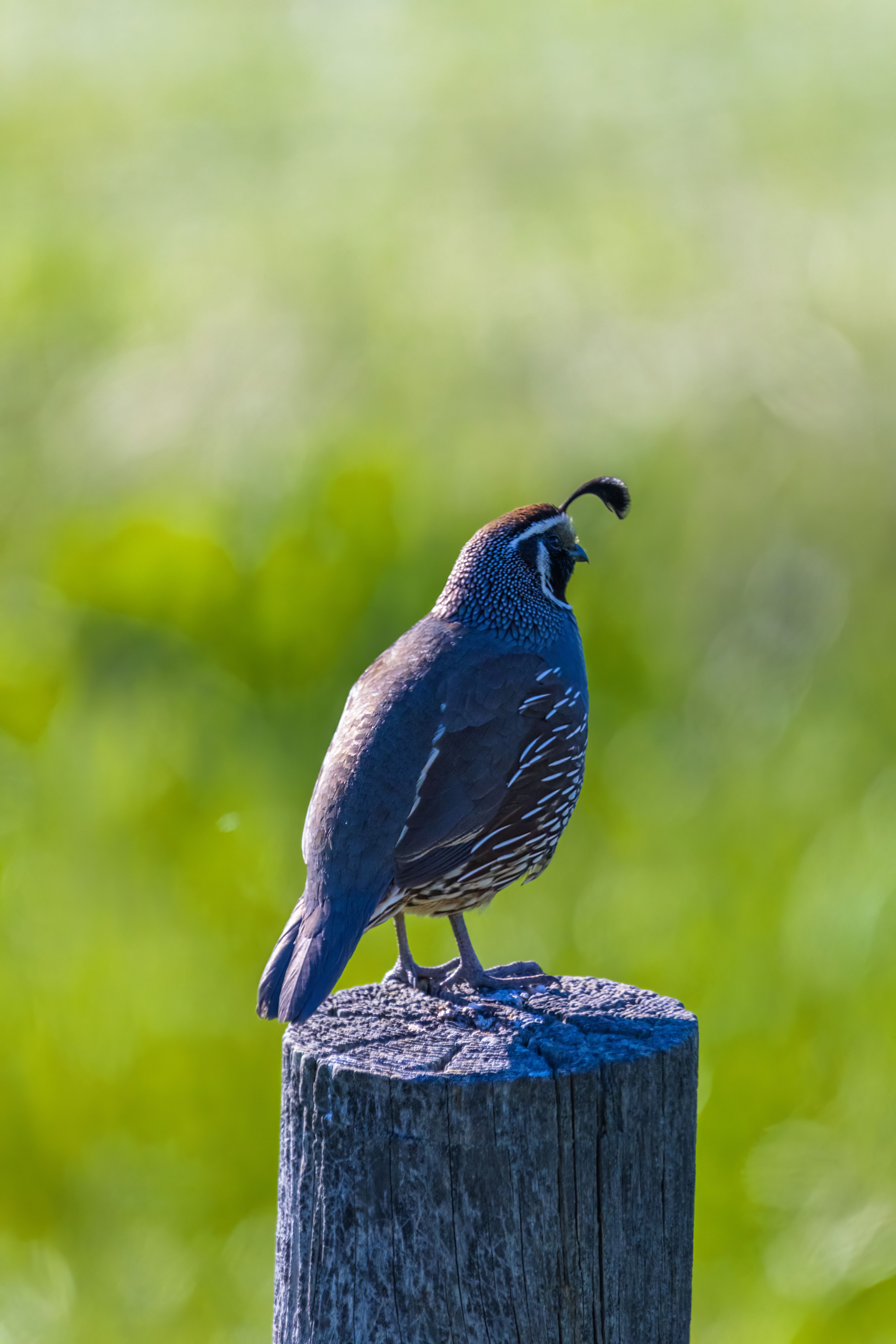 Close-up of a California Quail on a Wooden Pole · Free Stock Photo