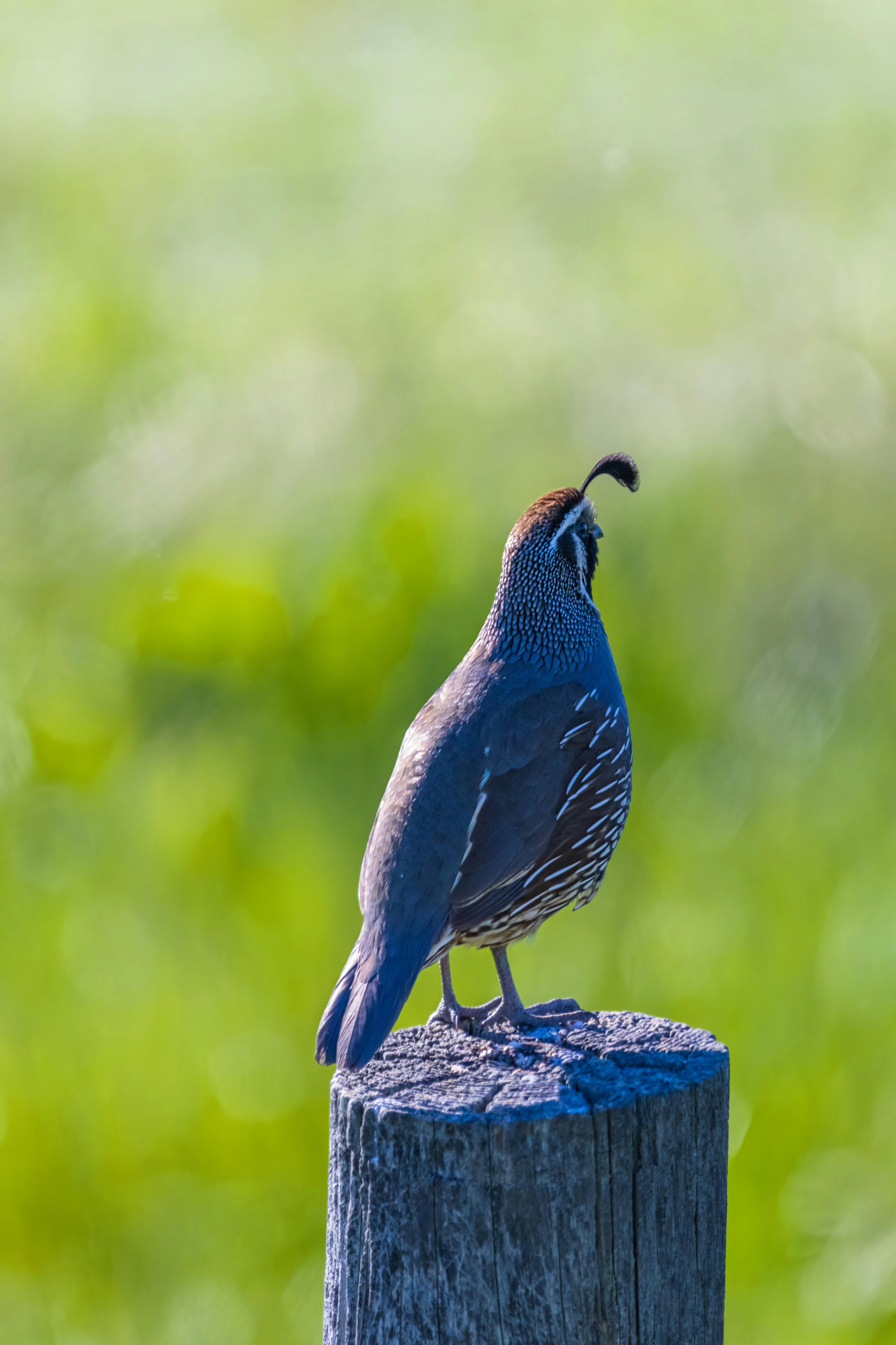 California Quail Photos, Download The BEST Free California Quail Stock ...