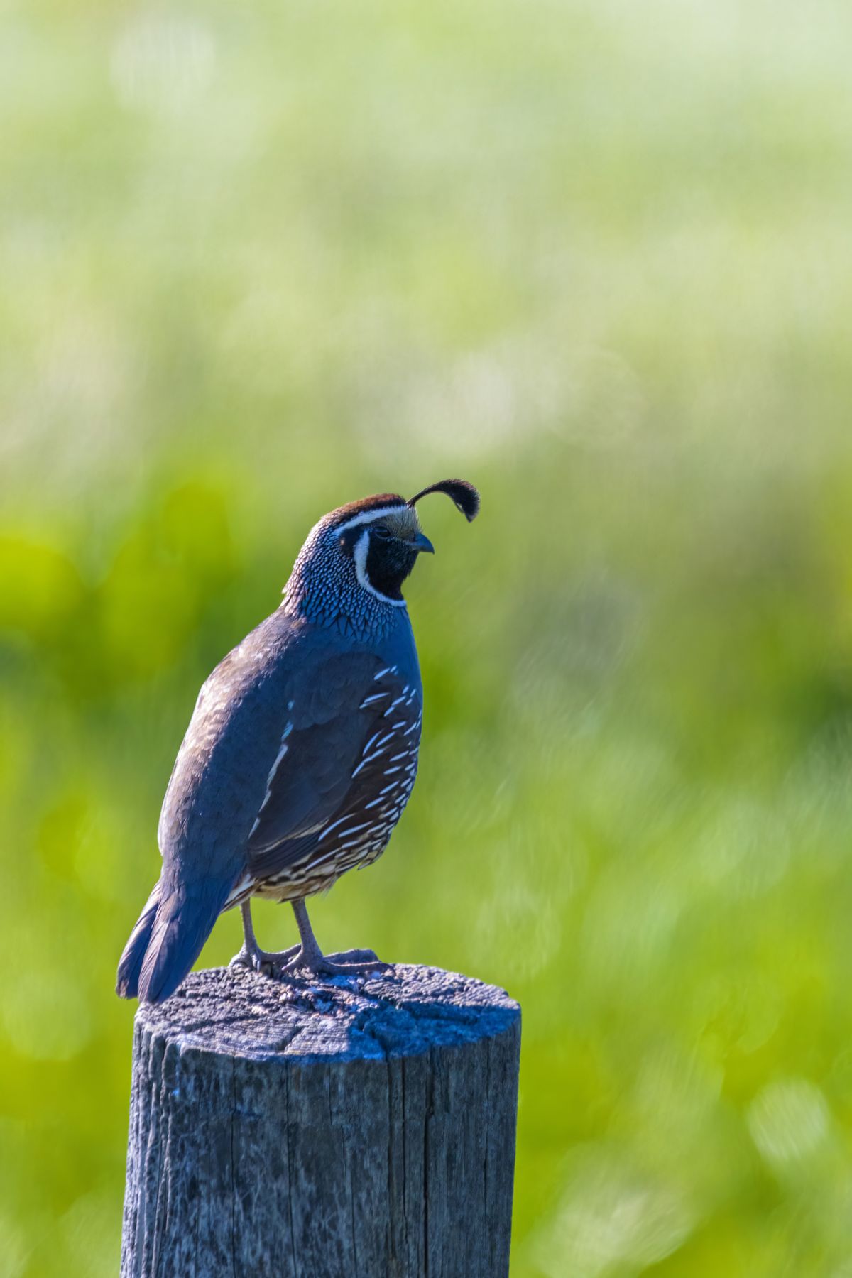 Quail Photos, Download The BEST Free Quail Stock Photos & HD Images
