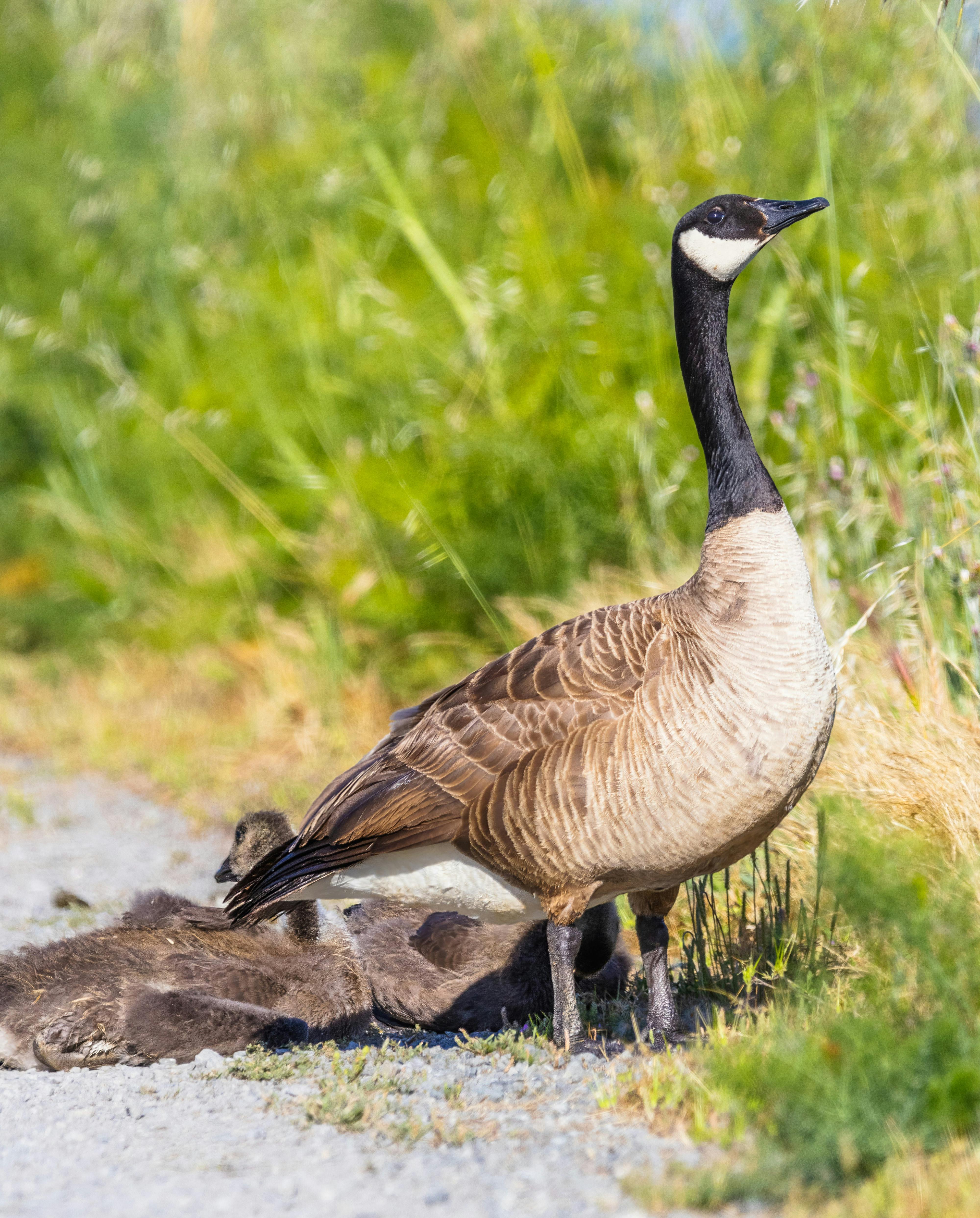Goose and Goslings · Free Stock Photo