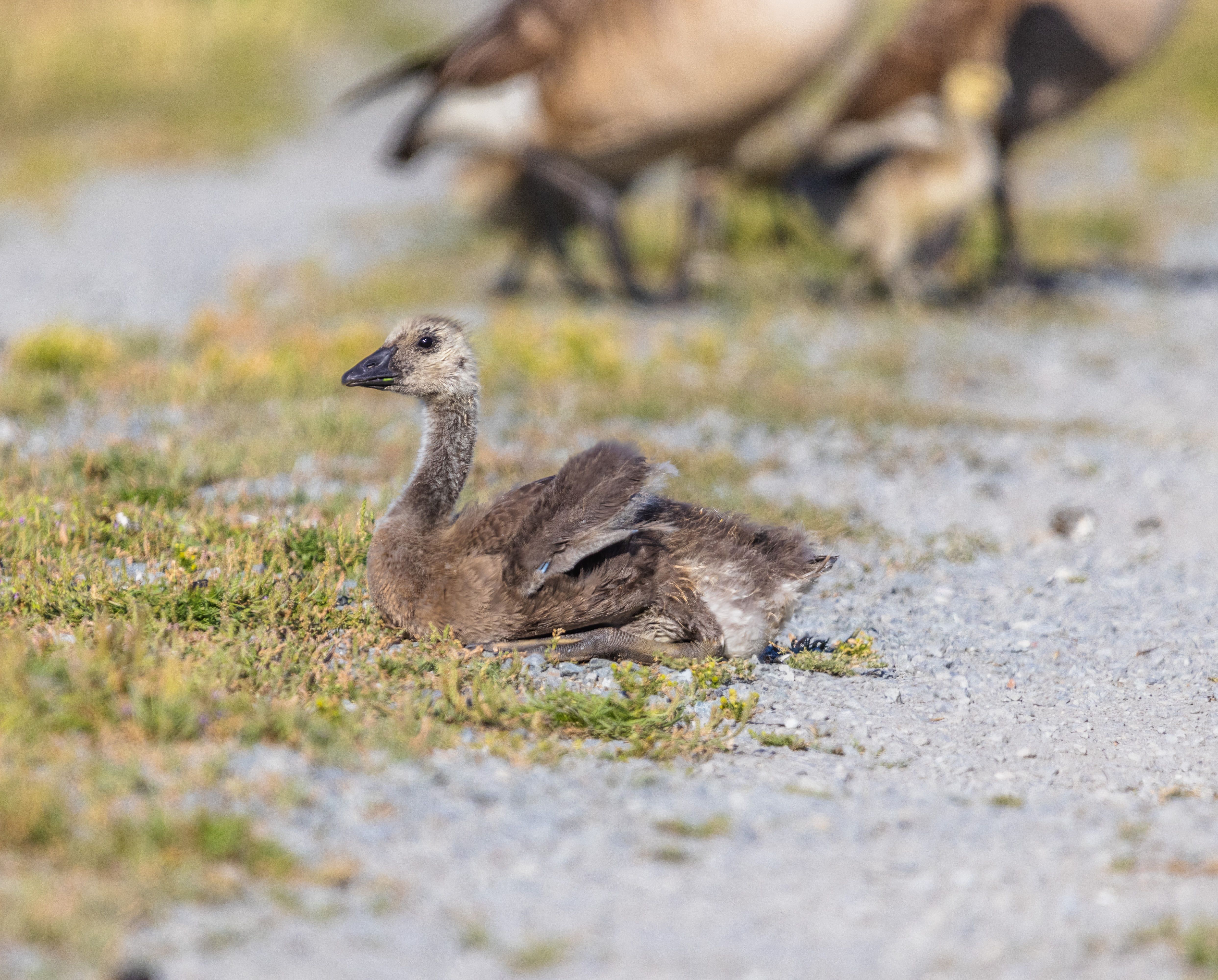 Close-up of a Canada Goose · Free Stock Photo