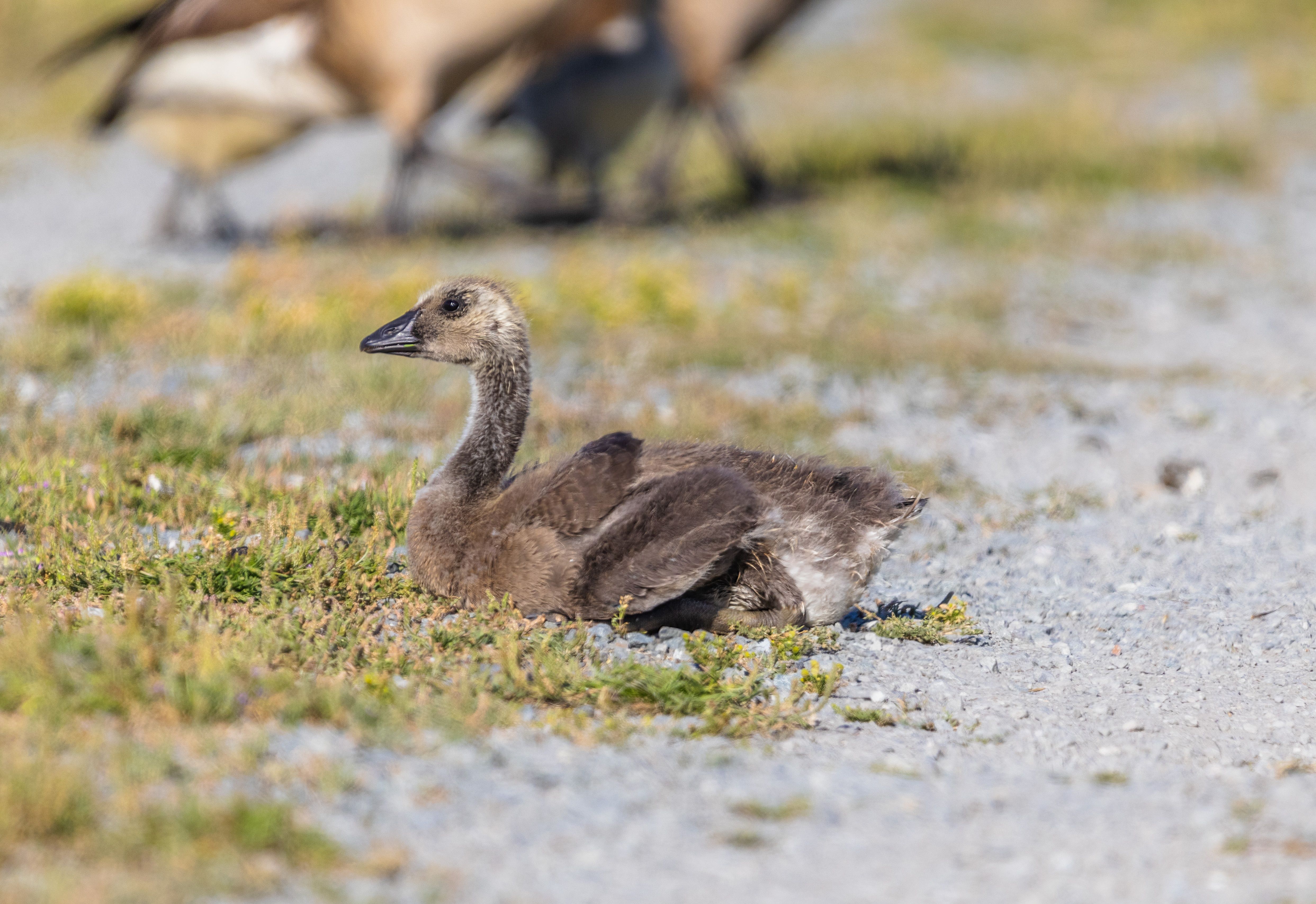 Close-up of a Gosling on the Ground · Free Stock Photo