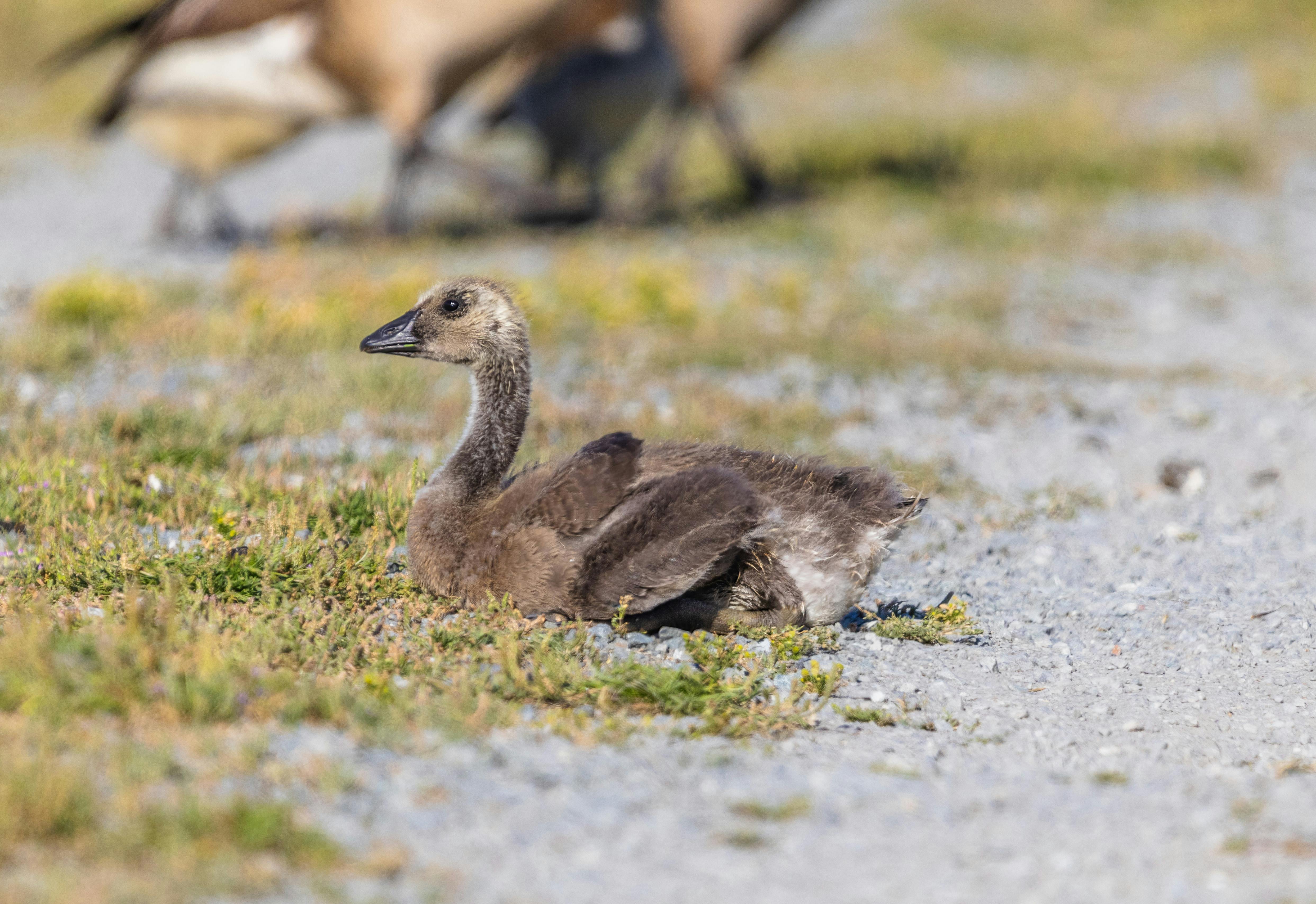 65.314+ Fotos y Imágenes de Libélula bebé Gratis · Banco de Fotos Gratis