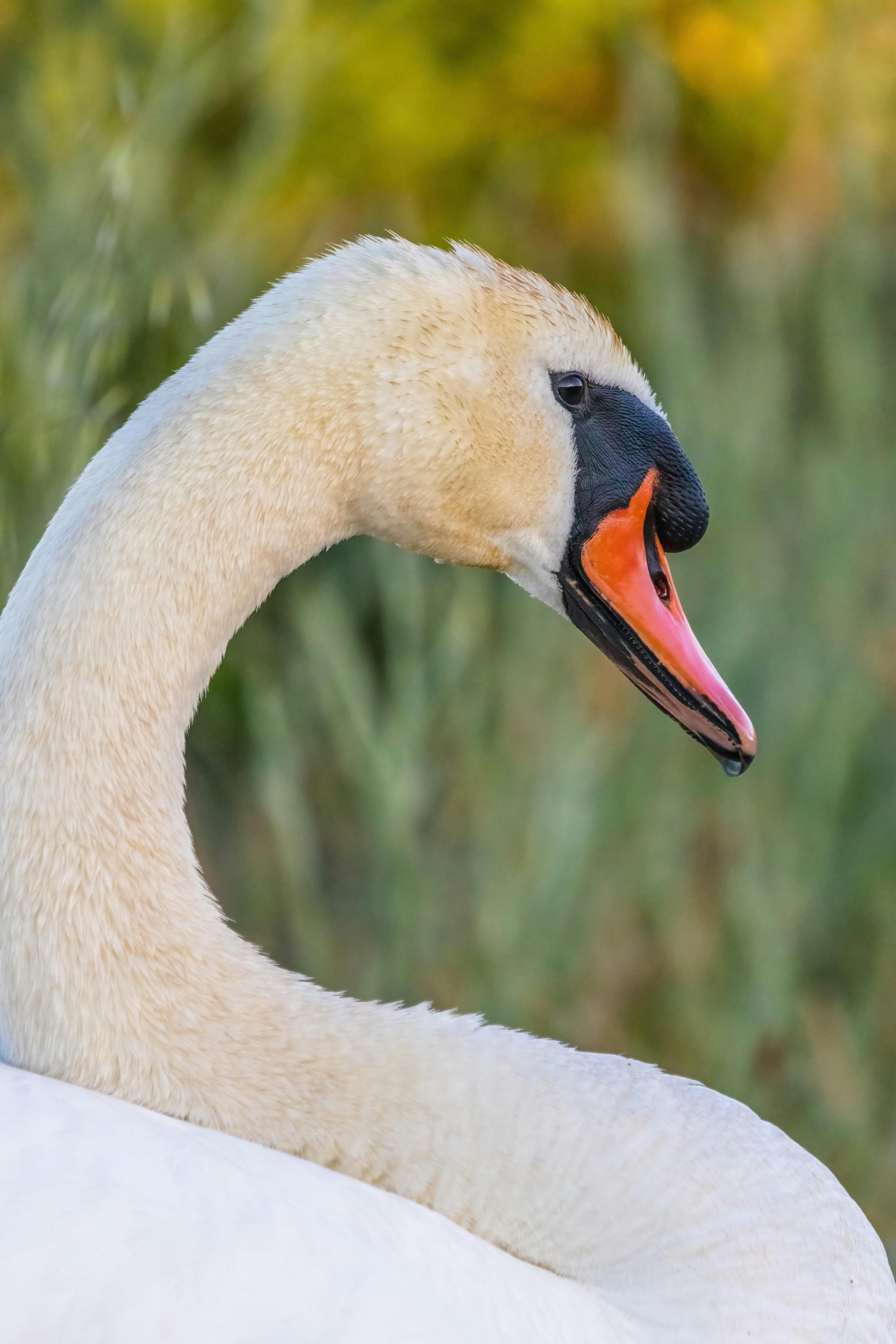 Close-up of a Swan Taking off from the Water Surface · Free Stock Photo