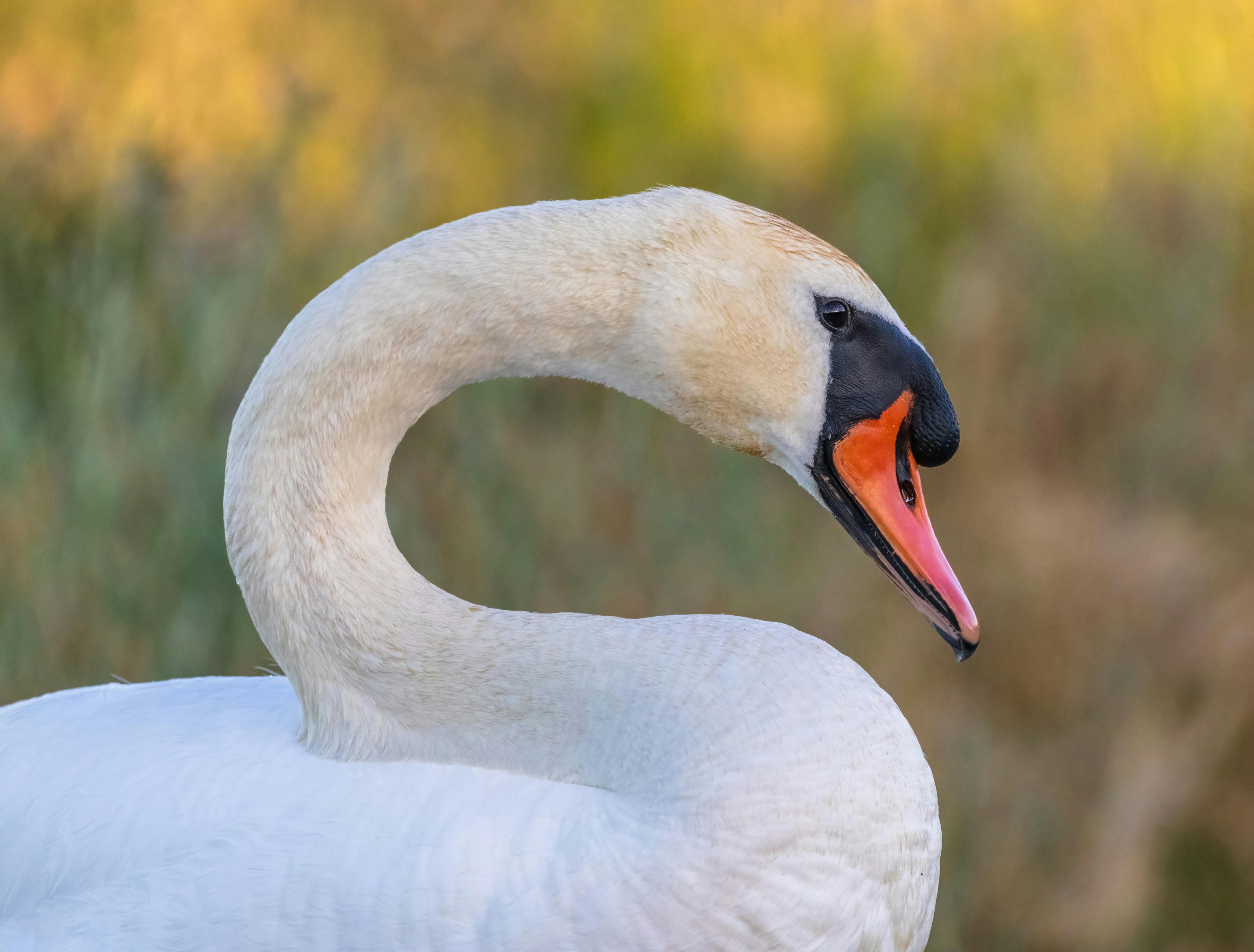 Close-up of a Swan Taking off from the Water Surface · Free Stock Photo