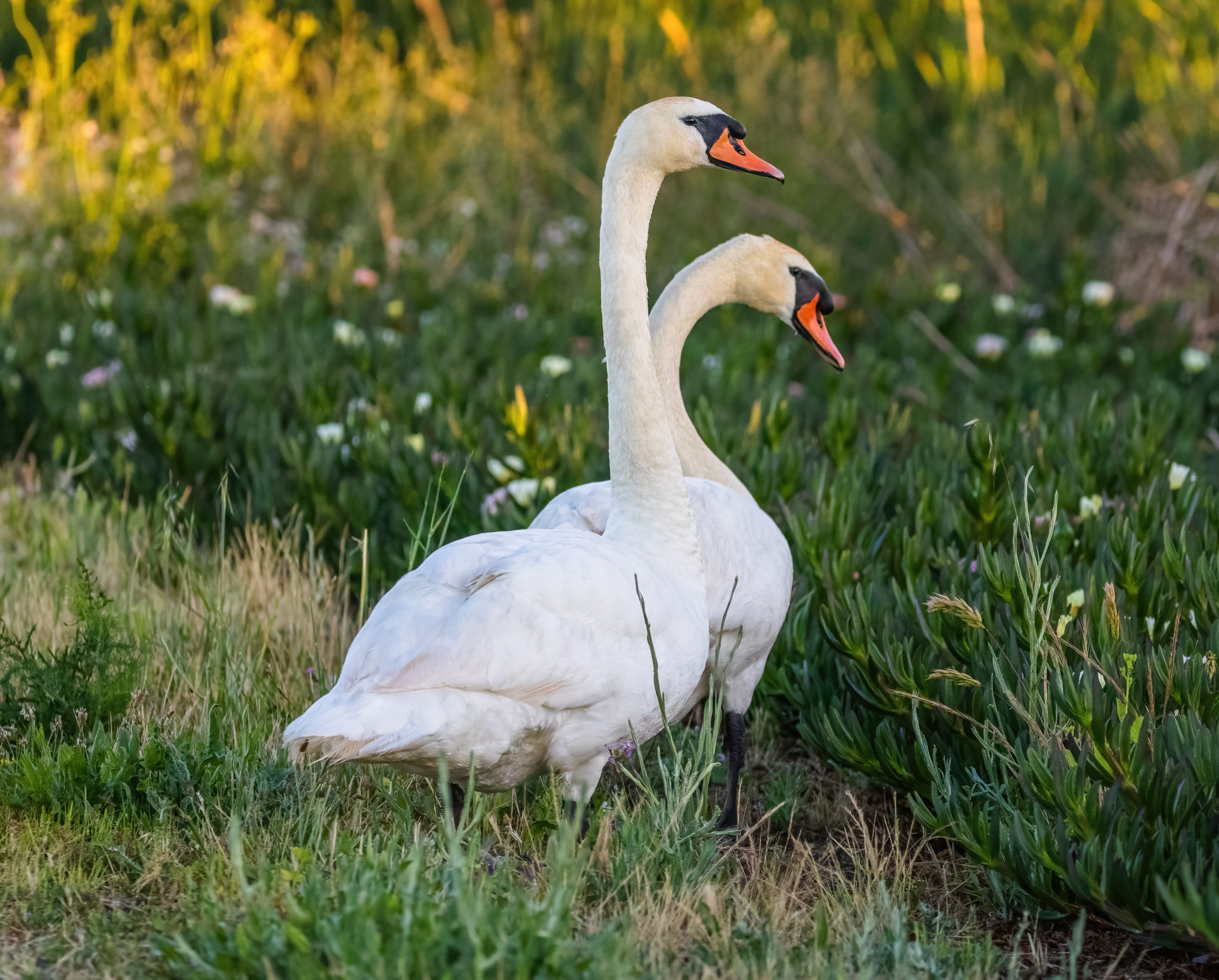 Two Mute Swans Standing on the Grass · Free Stock Photo