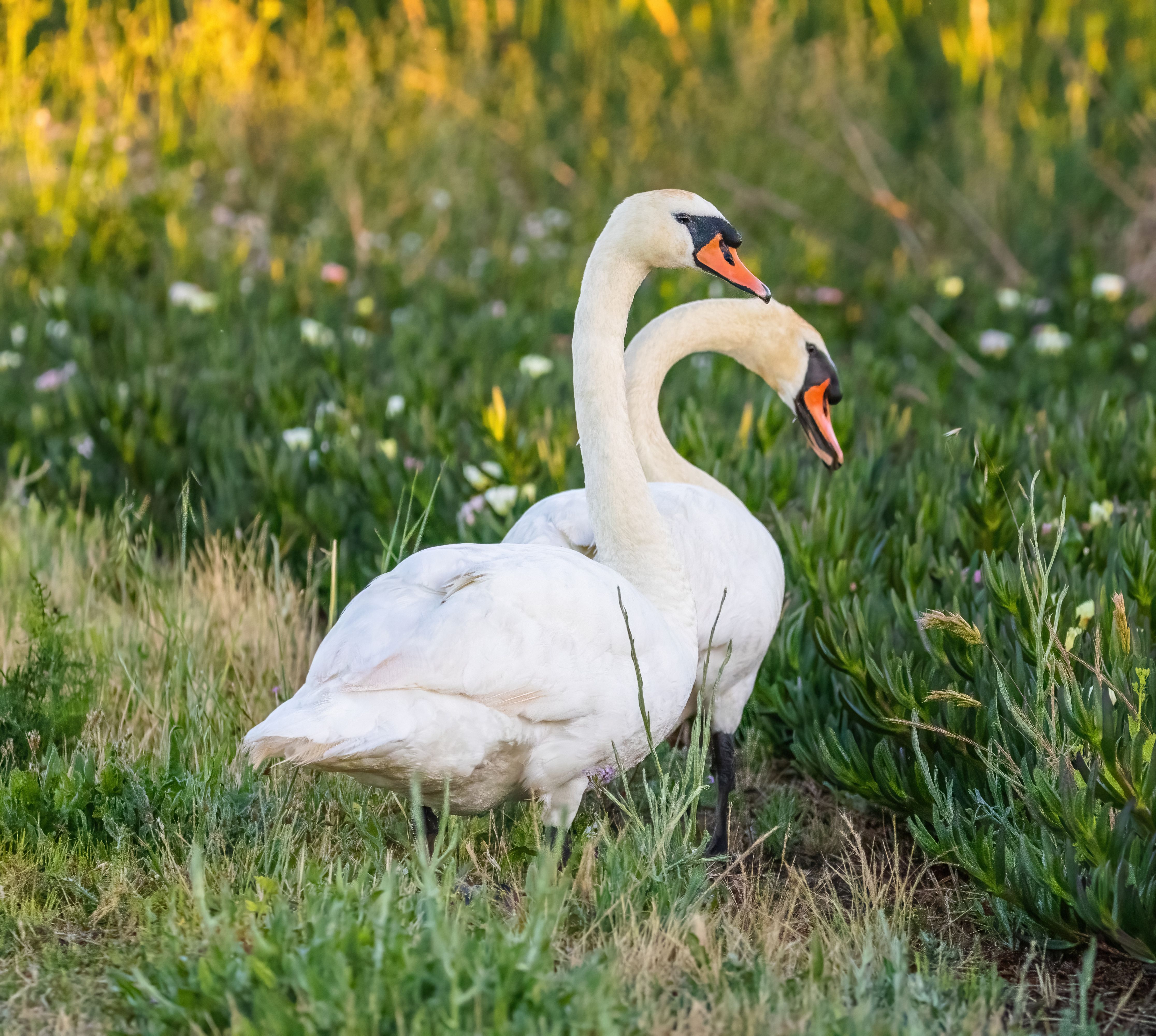 Close-up of Swans on the Grass · Free Stock Photo