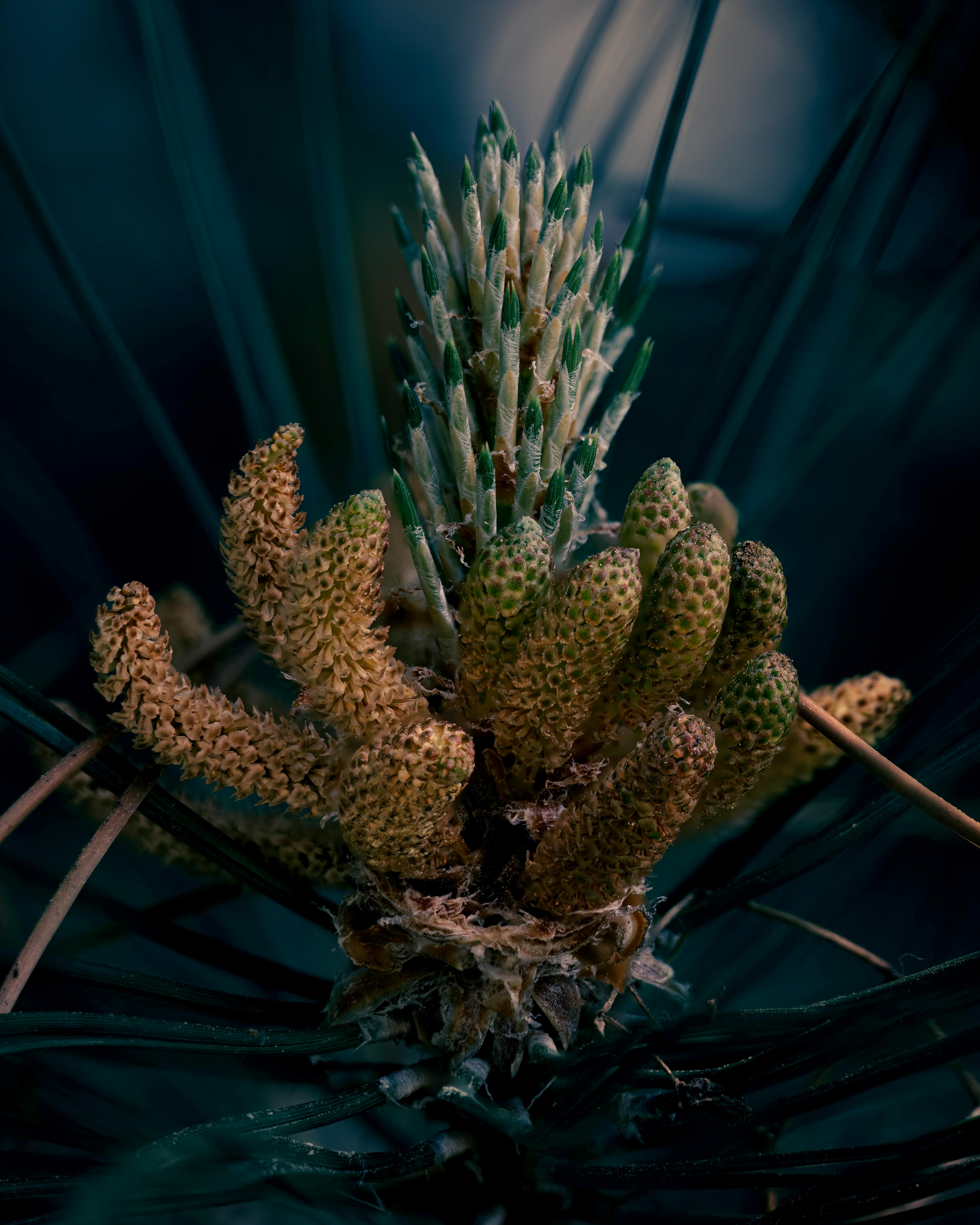 Close-up of Black Pine Fruit · Free Stock Photo