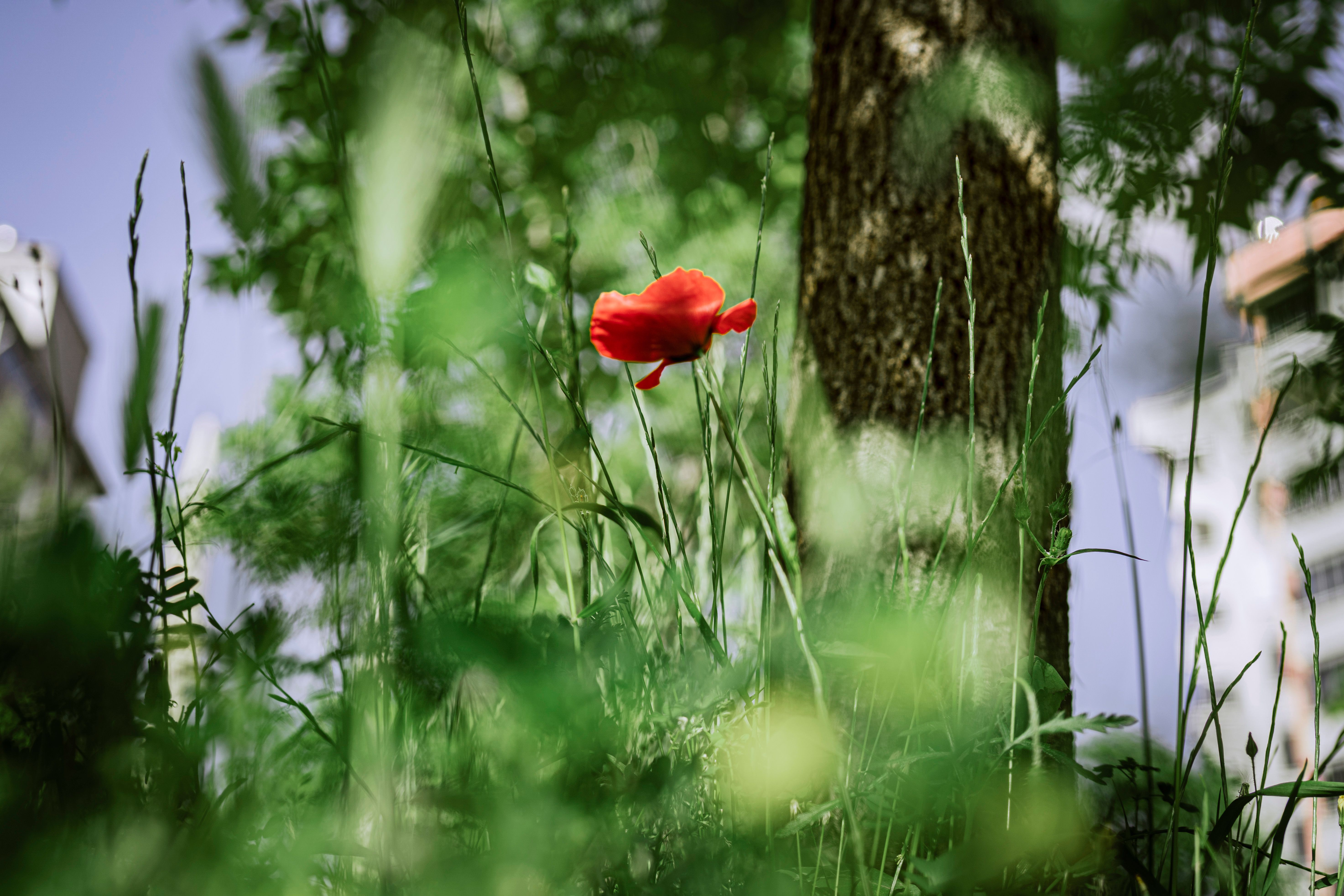 Single Poppy in Summer · Free Stock Photo