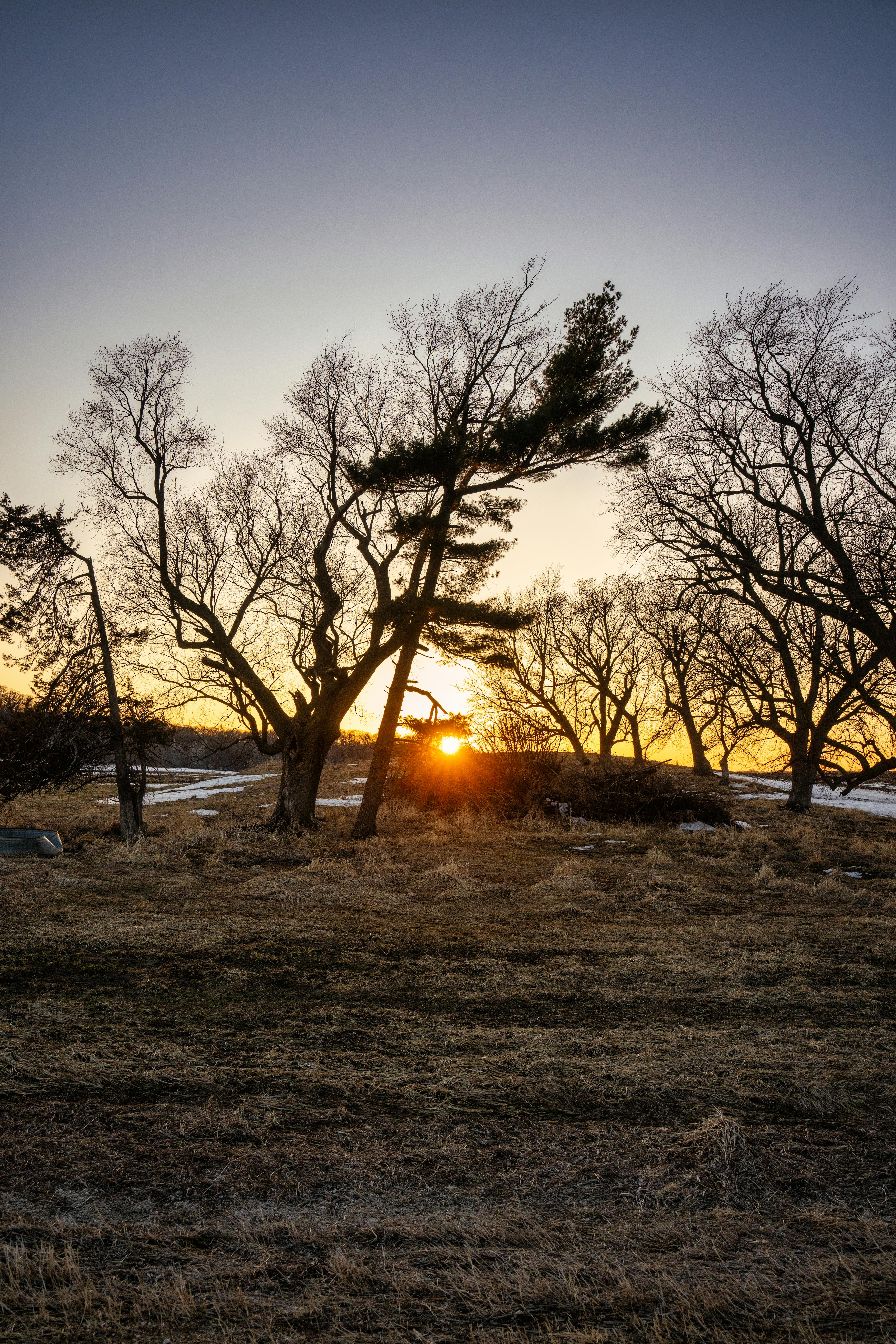 Sunset in the Leafless Trees in Winter · Free Stock Photo