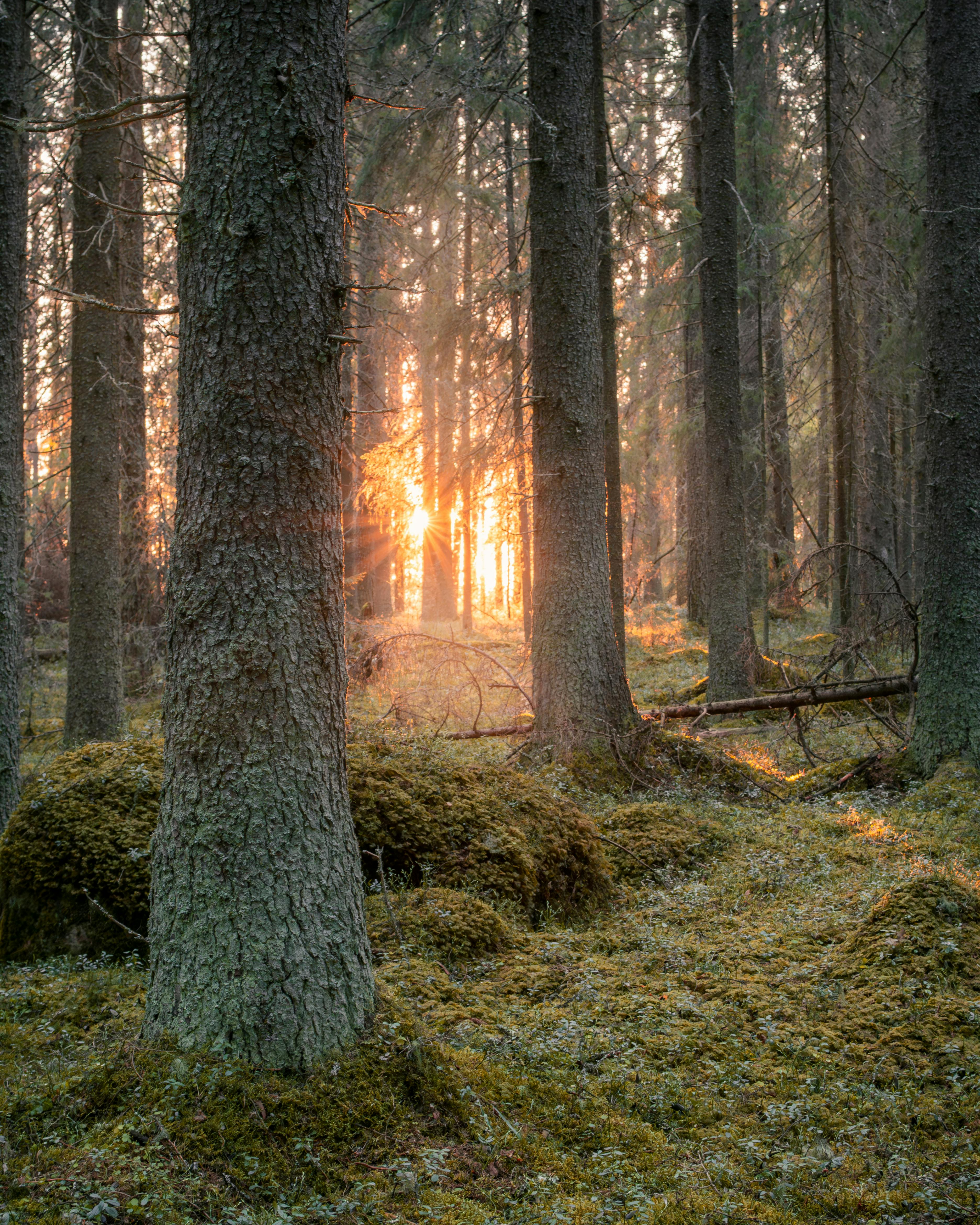 Atardecer En El Bosque · Foto de stock gratuita