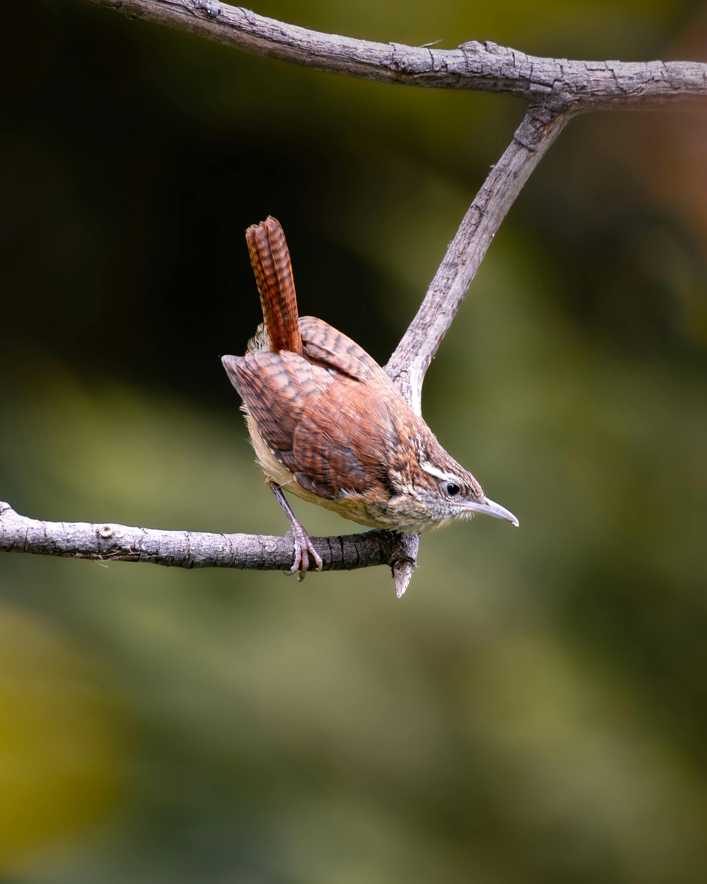House Wren Bird · Free Stock Photo