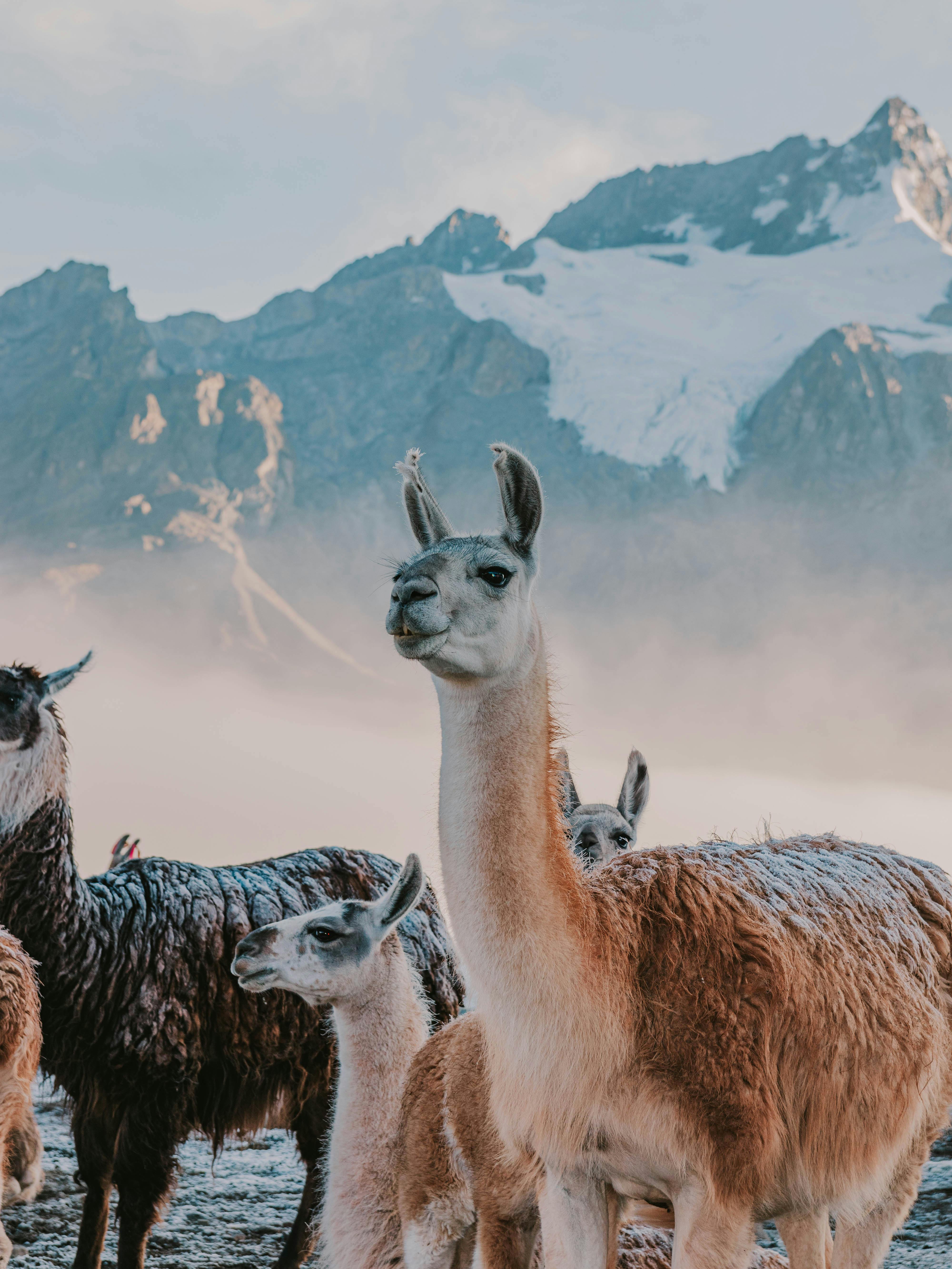 Llamas Against Mountains in Winter · Free Stock Photo