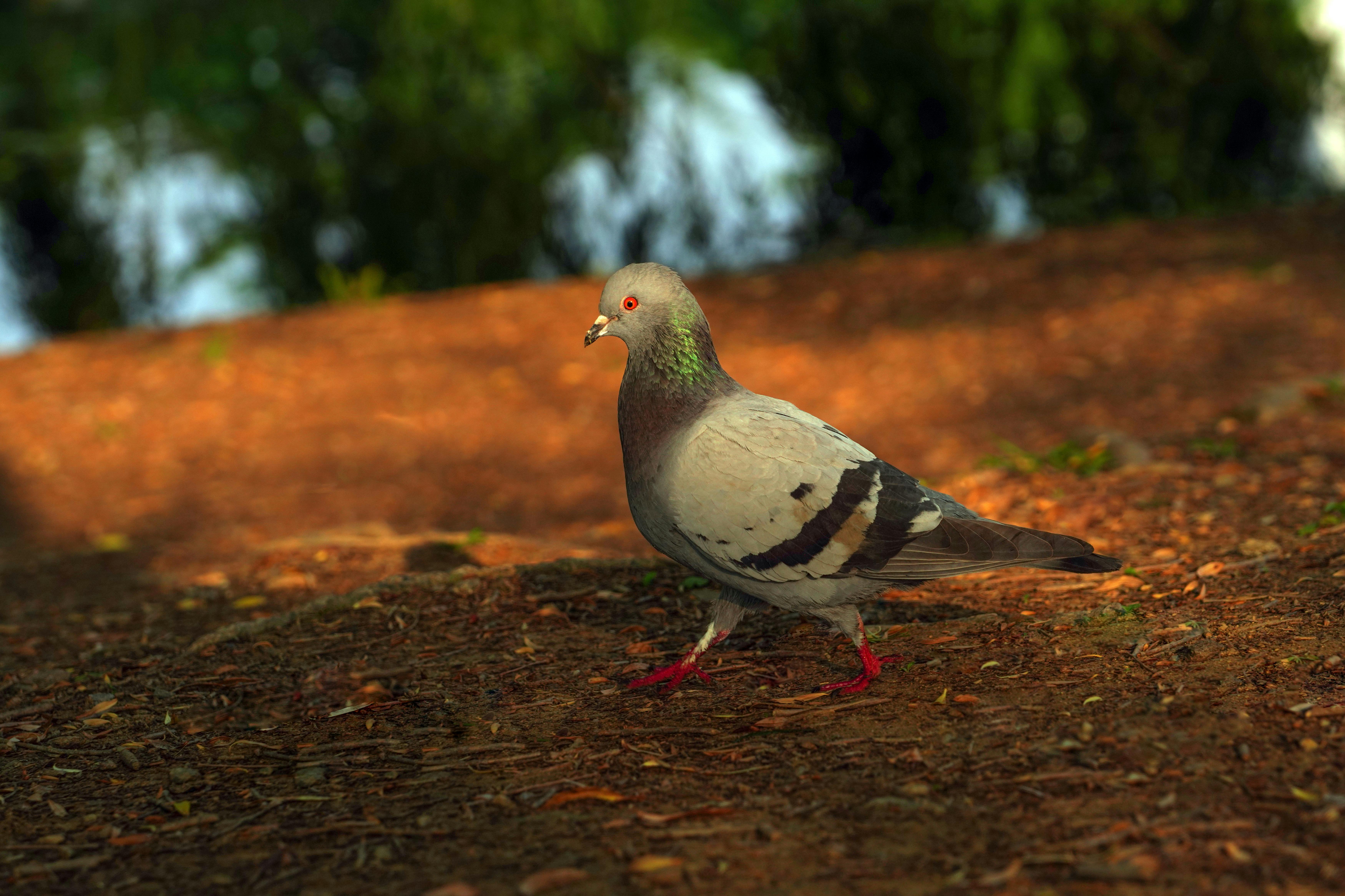 Pigeon on Ground · Free Stock Photo
