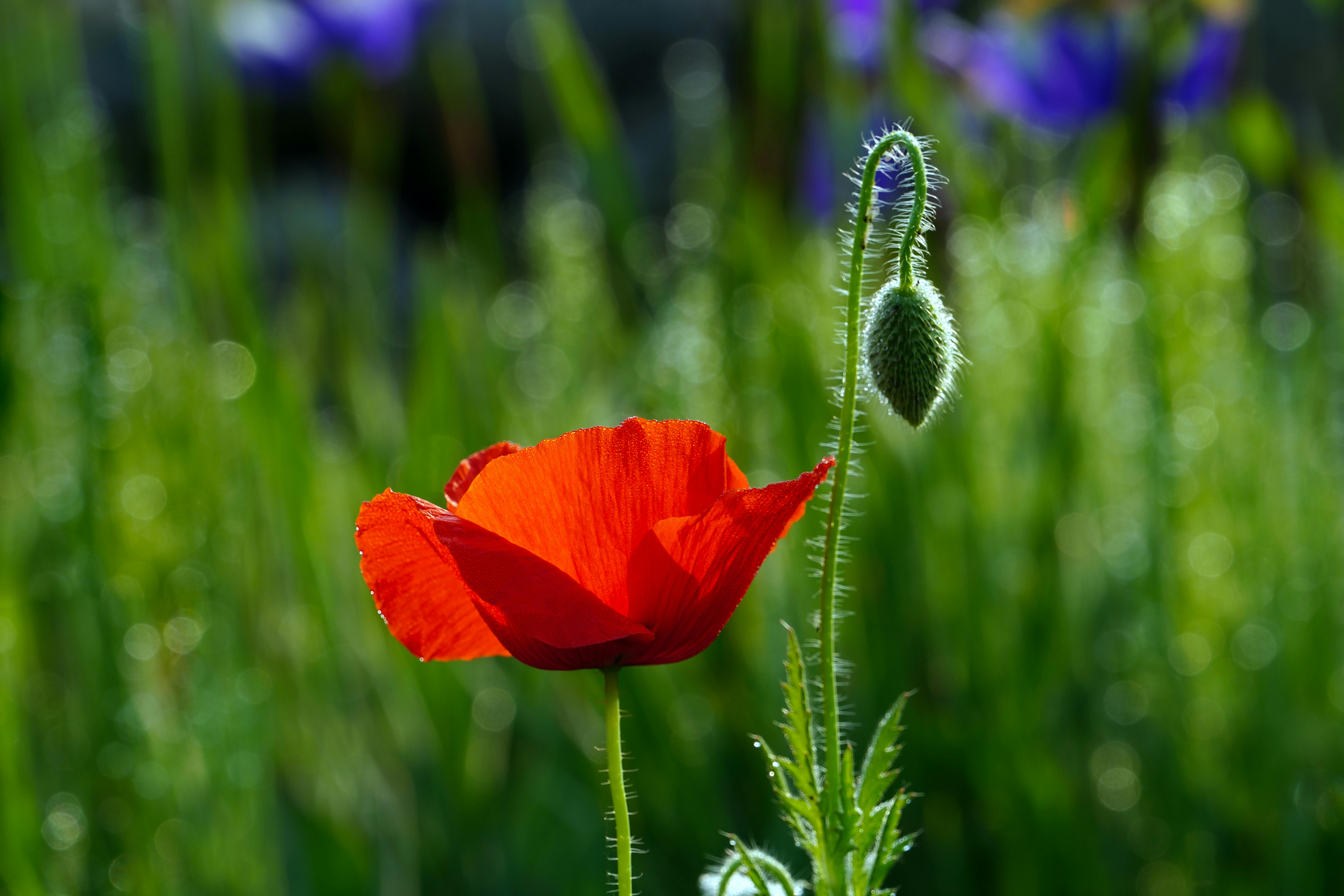 Close up of Red Poppy · Free Stock Photo