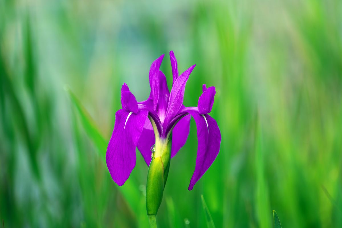 Iris Flower Photos, Download The BEST Free Iris Flower Stock Photos ...