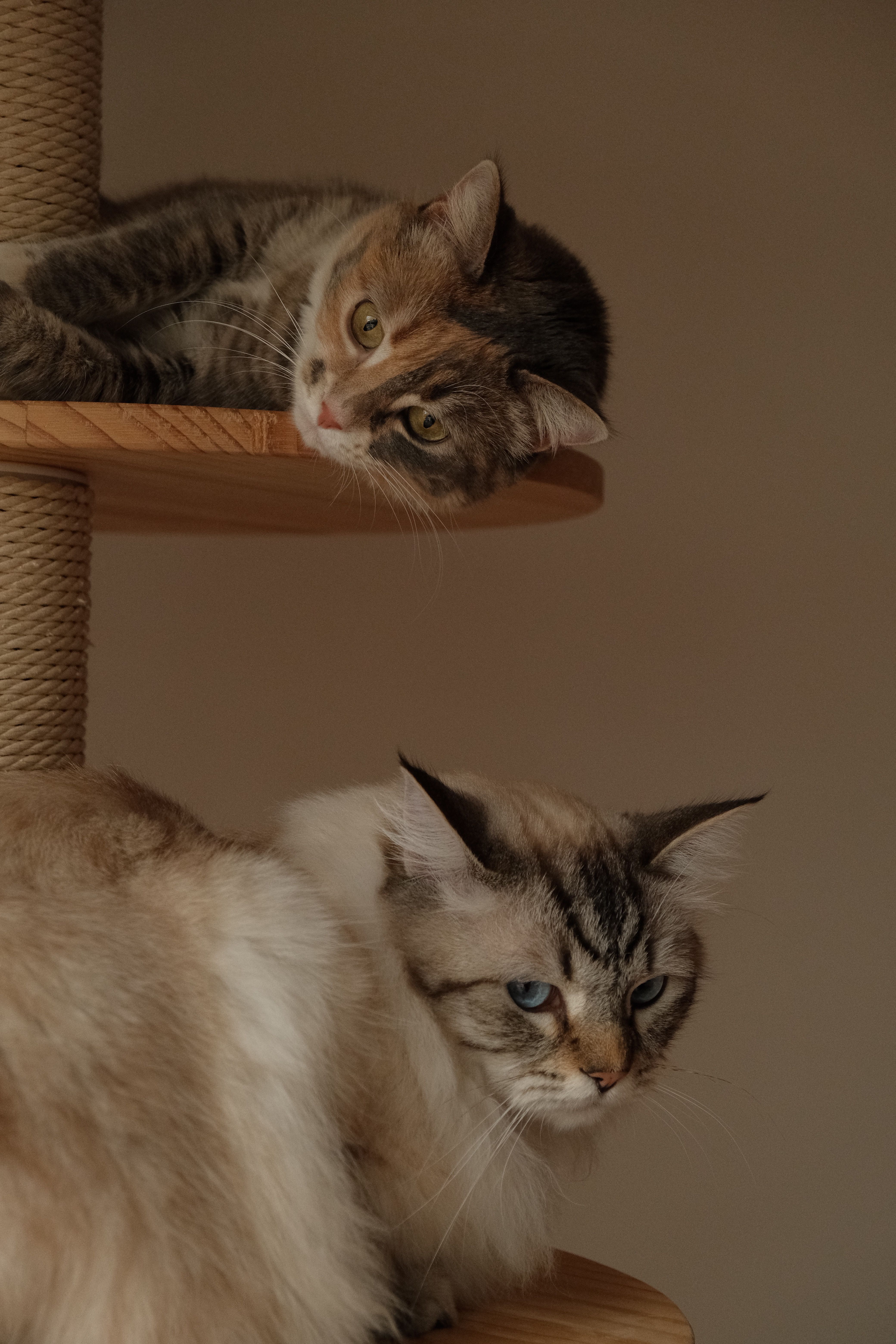 Cats Cute Photos, Download The BEST Free Cats Cute Stock Photos & HD Images