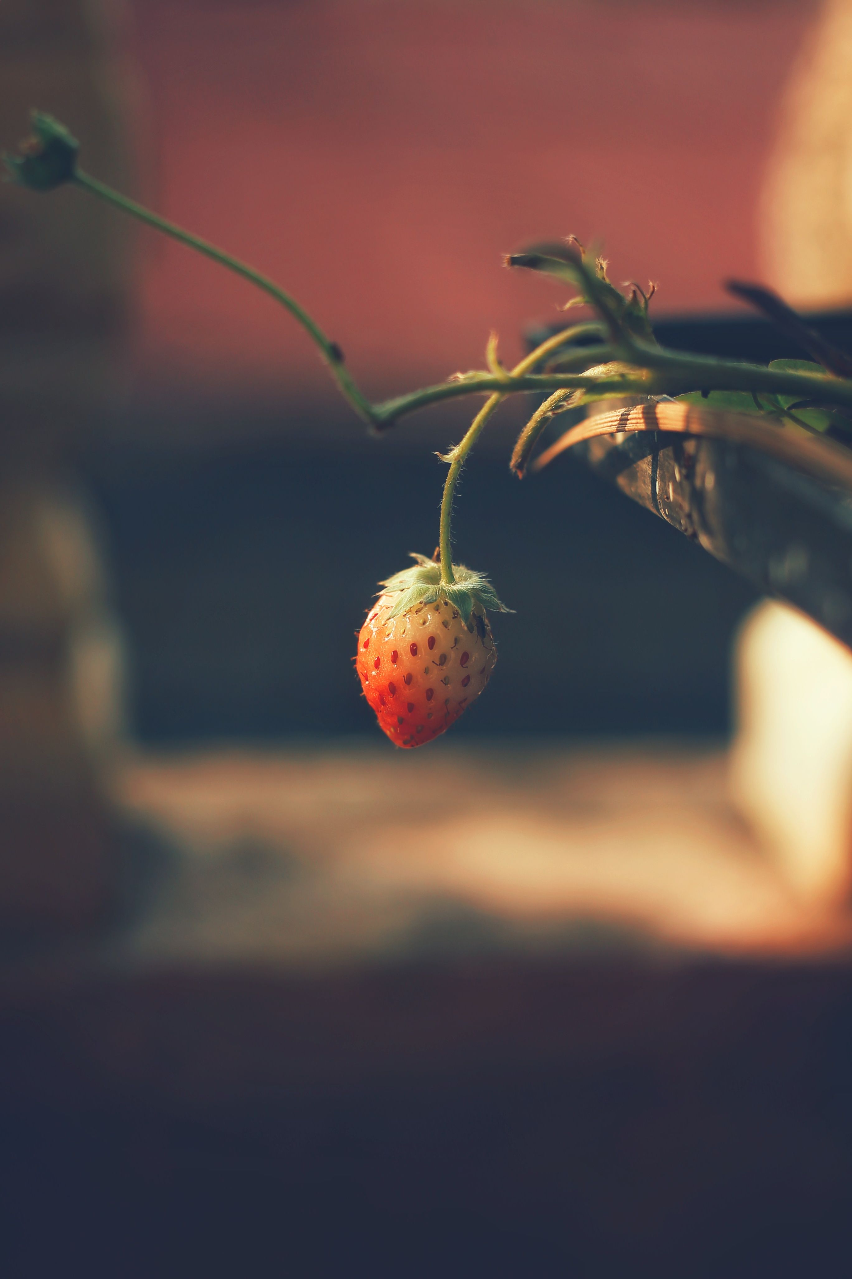 Unripe Strawberry Images Unripe Ripe Strawberry Hi Res Stock