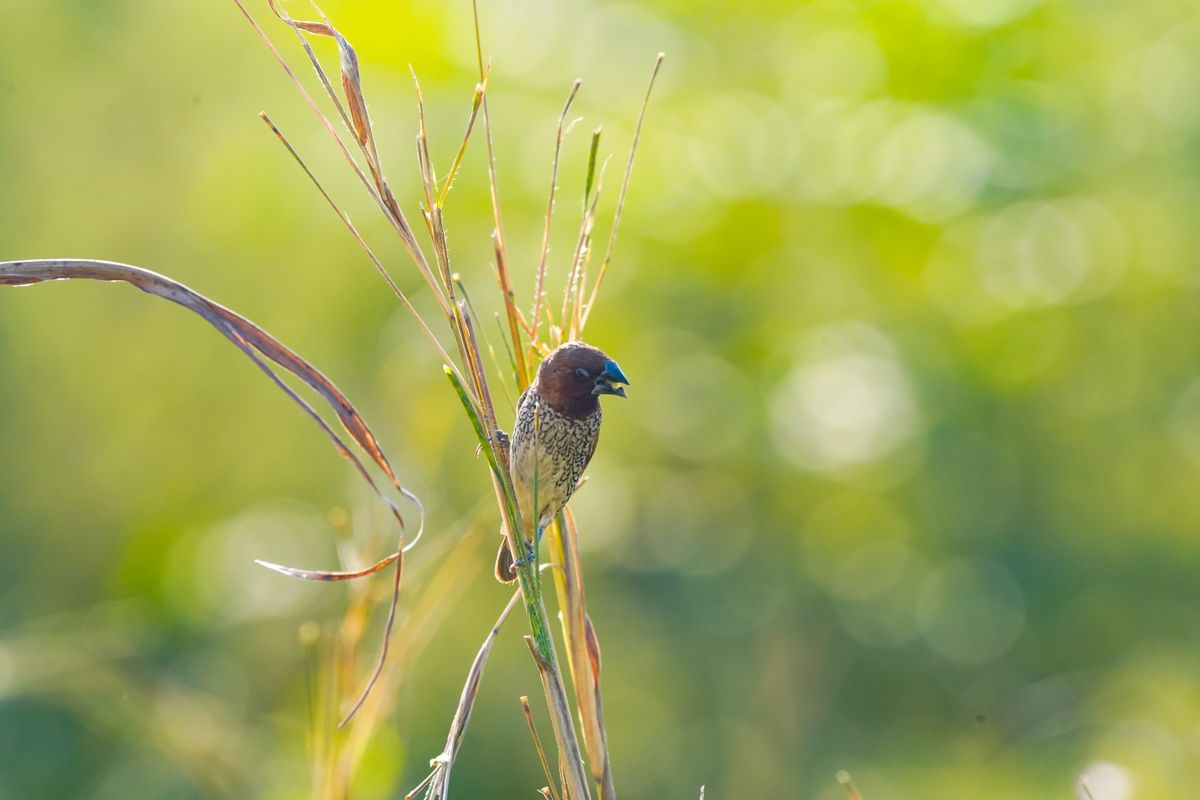 Phoenix Bird Wallpaper Photos, Download The BEST Free Phoenix Bird ...