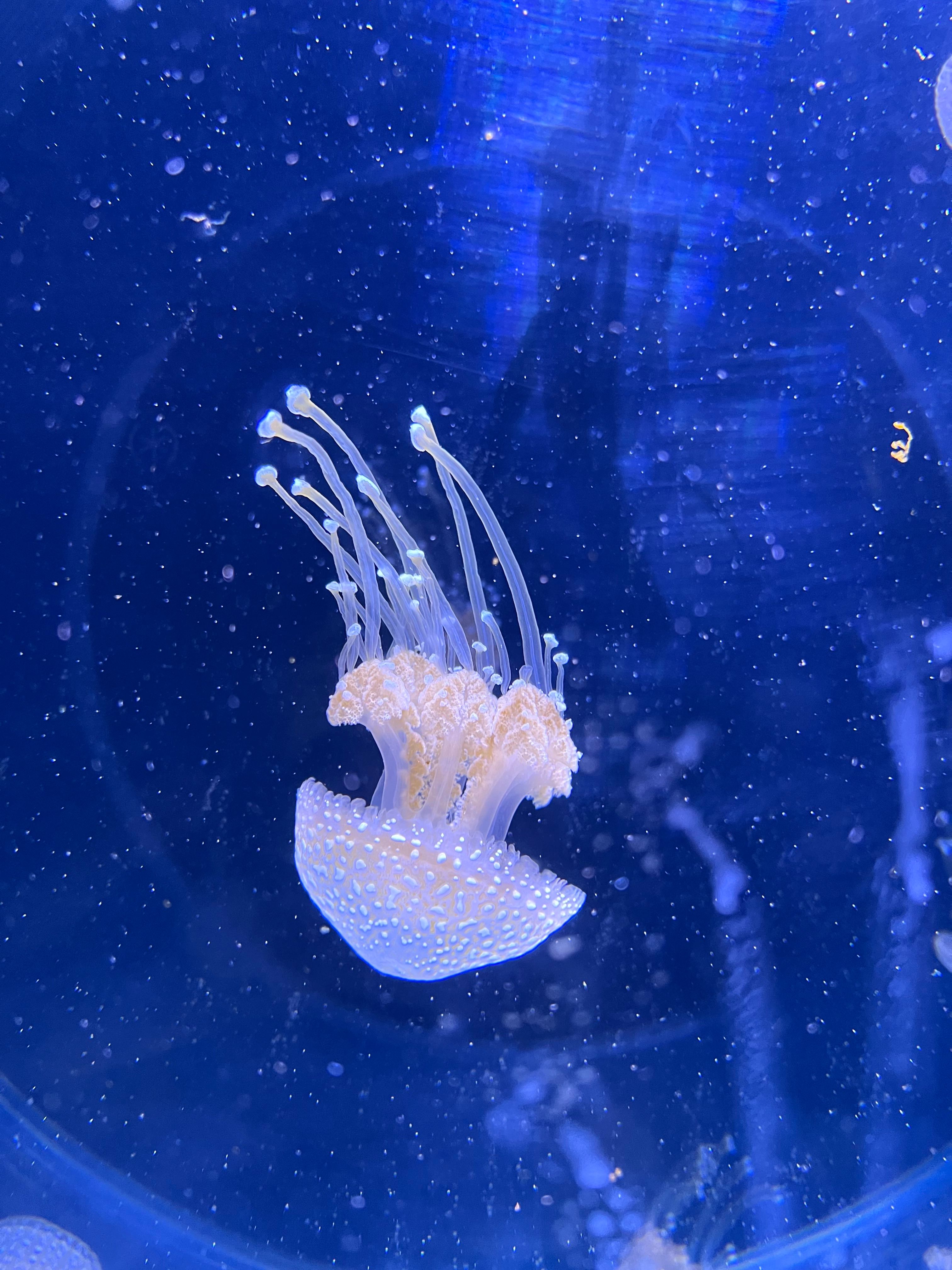 Close up of Jellyfish · Free Stock Photo