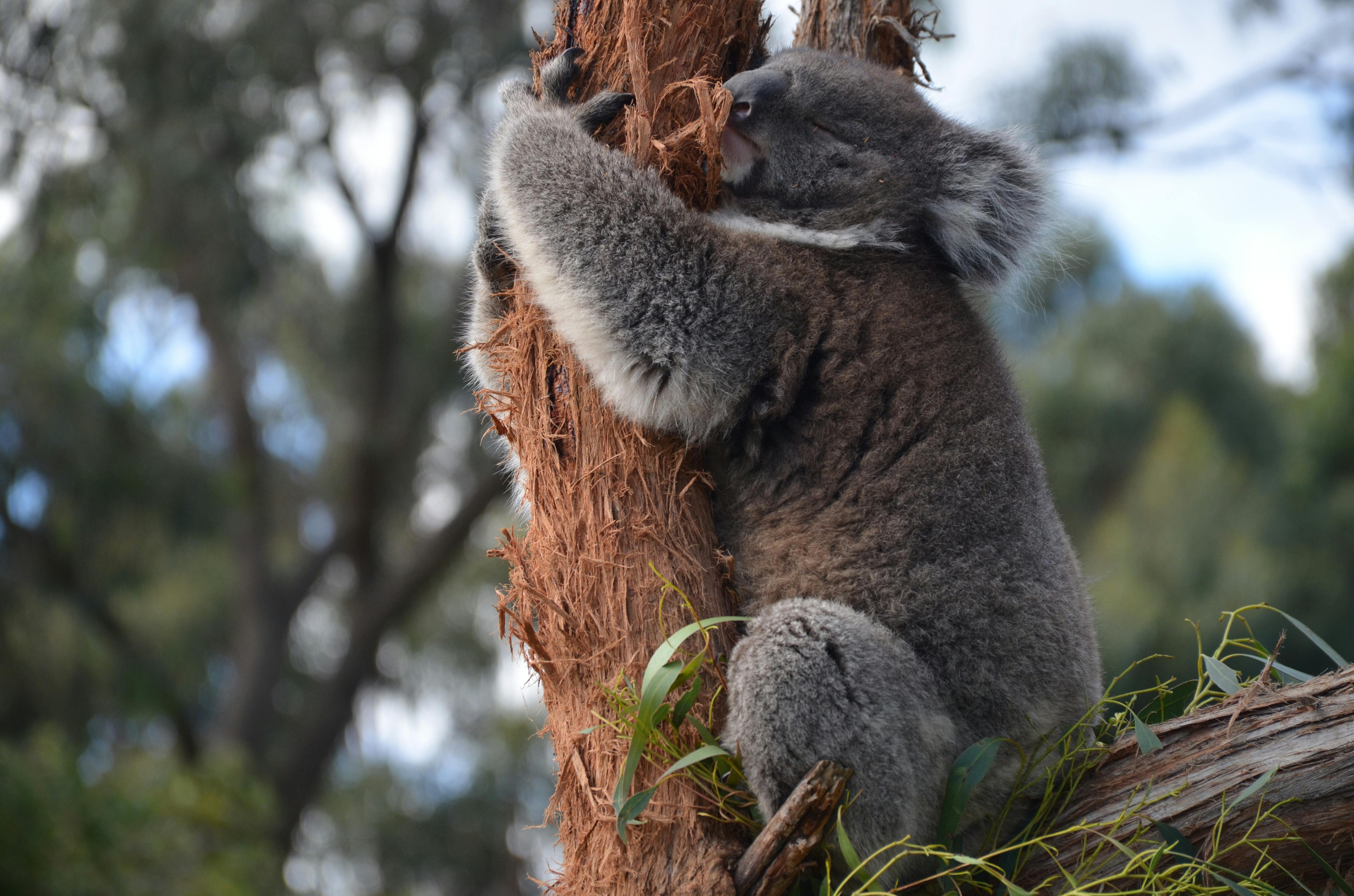 Close-up Photo of Koala Bear · Free Stock Photo