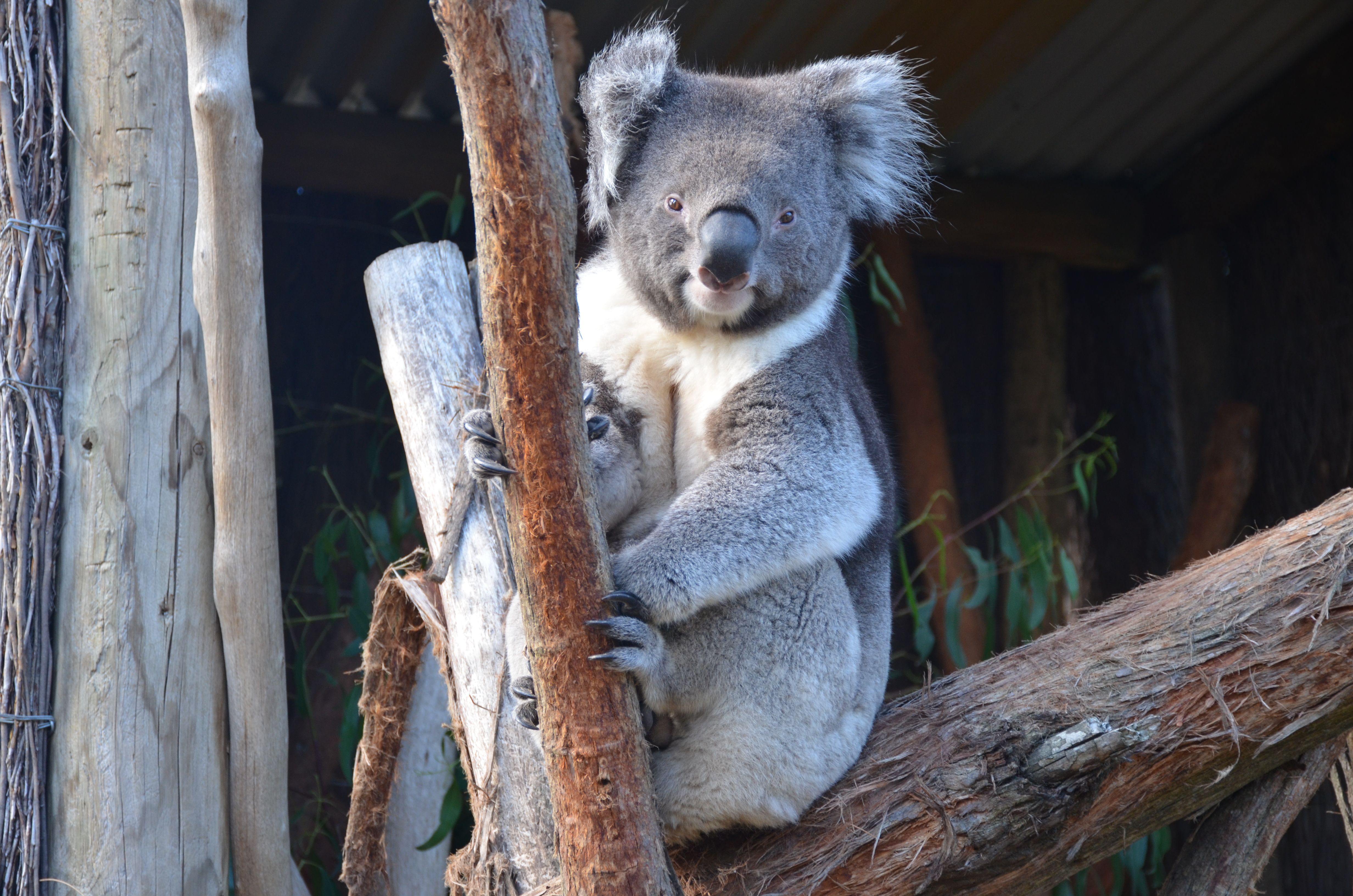 Koala in Zoo · Free Stock Photo
