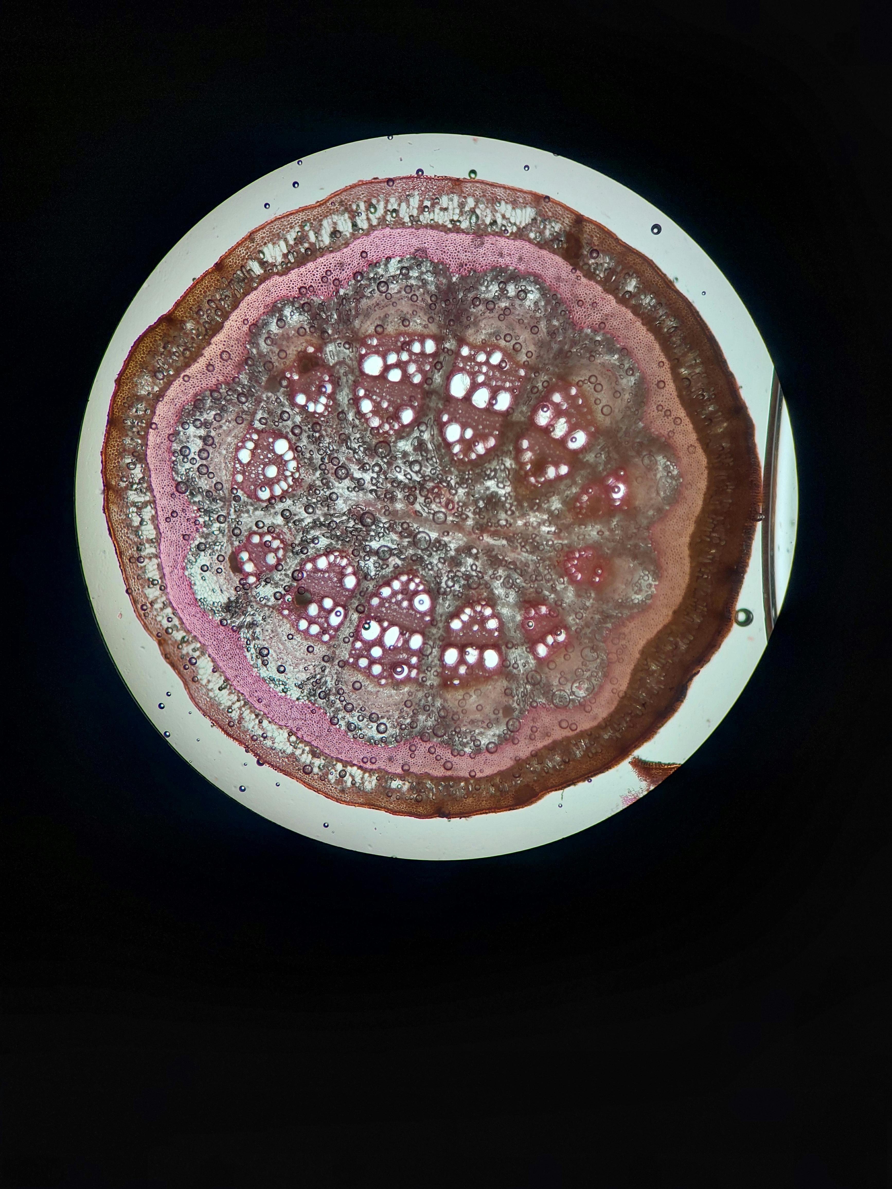 Labelled Microscope Photos, Download The BEST Free Labelled Microscope ...