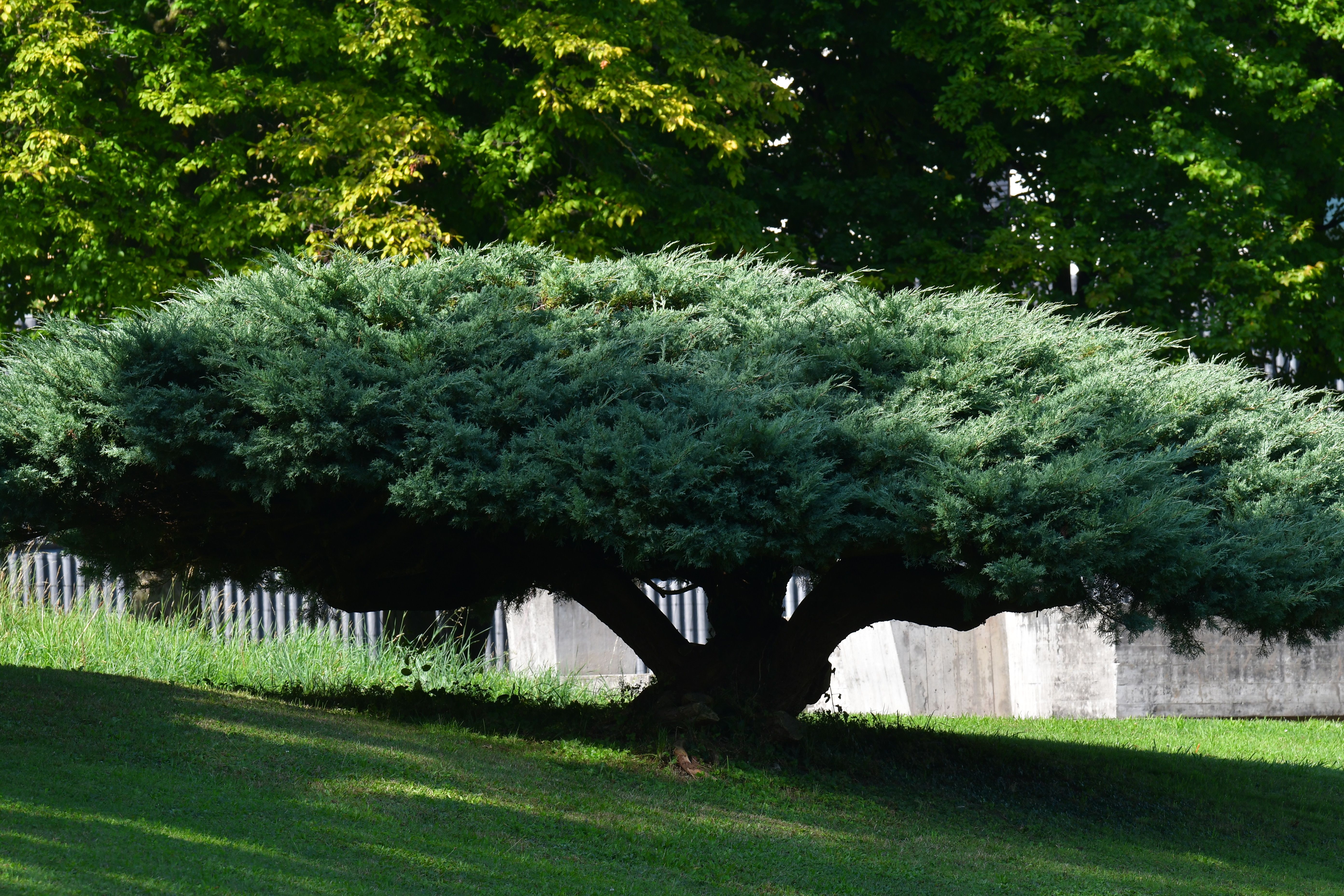 Green Trees in Park · Free Stock Photo