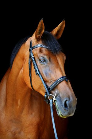 Horse Head Photos, Download The BEST Free Horse Head Stock Photos & HD ...